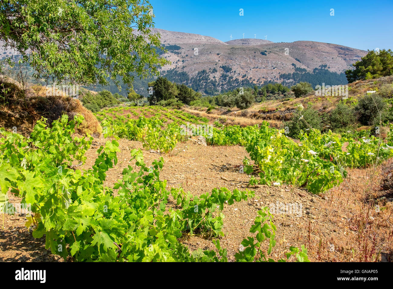 Vineyard. Rhodes, Greece Stock Photo - Alamy