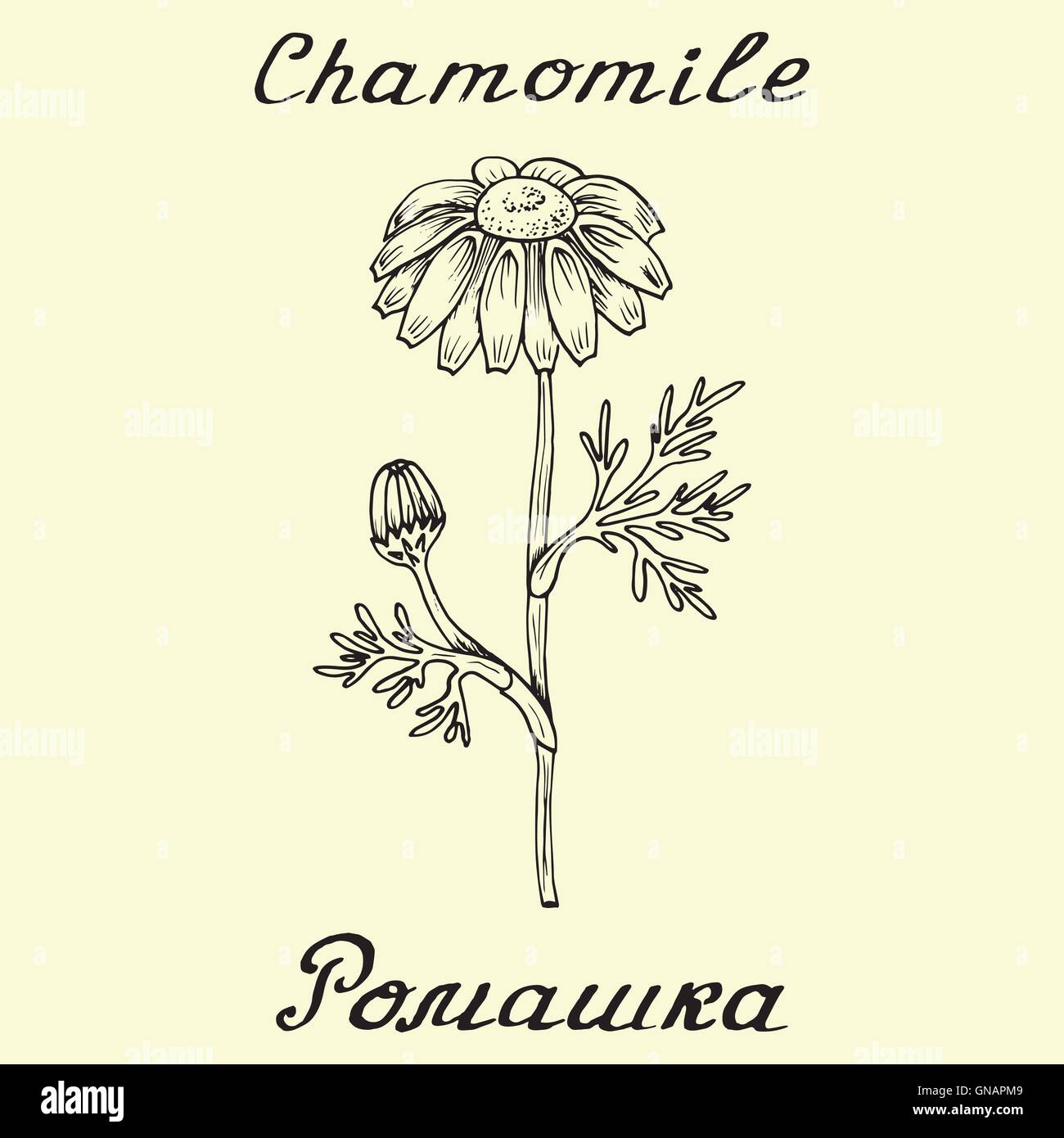 Chamomile . Drawing and hand-lettering Stock Vector Image & Art - Alamy