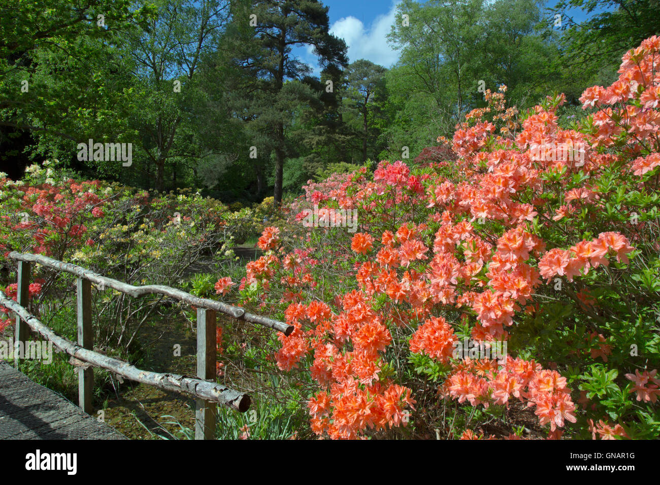 Azaleas hi-res stock photography and images - Alamy