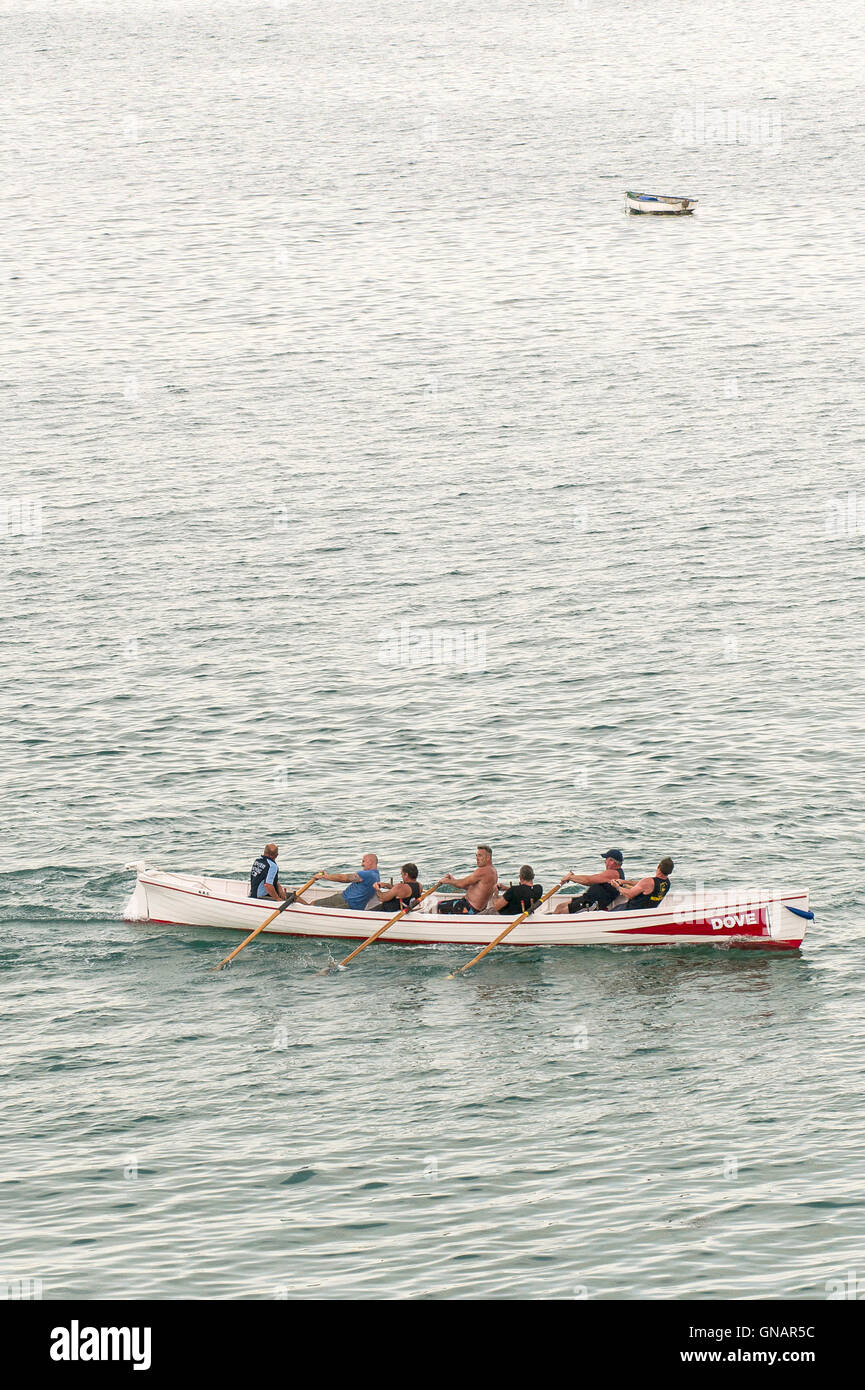 Dove, a traditional Cornish Pilot Gig competing in a race in Newquay ...