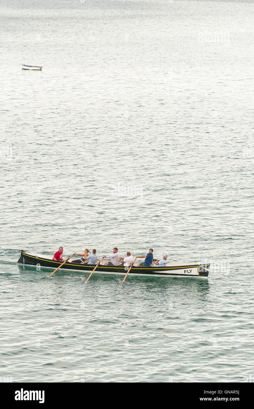 FLY,a traditional Cornish Pilot Gig nearing the end of a race in ...