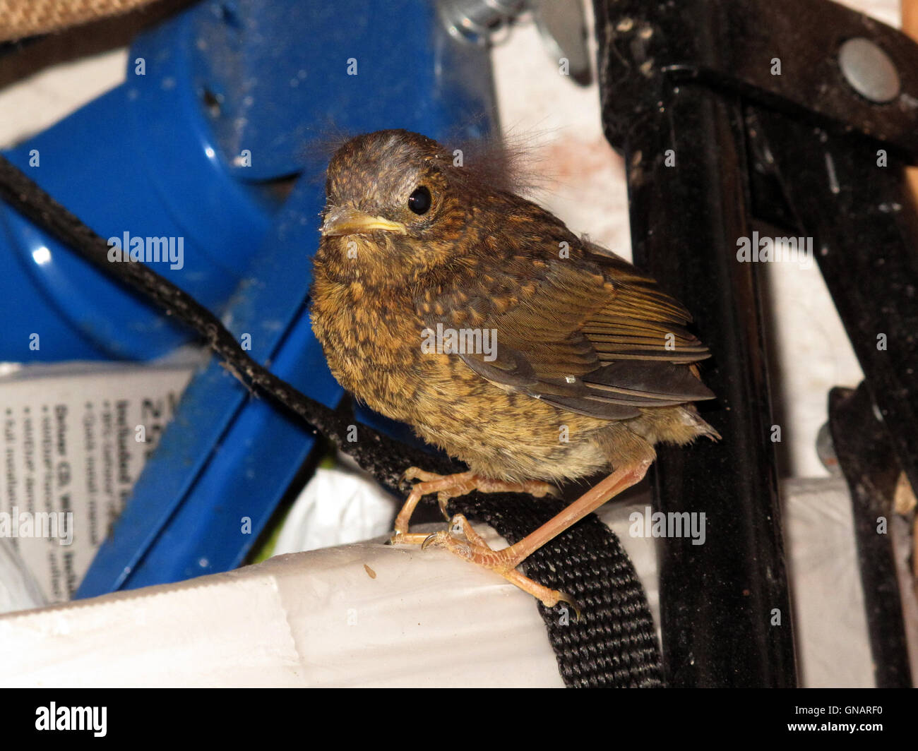 Baby robin hi-res stock photography and images - Alamy