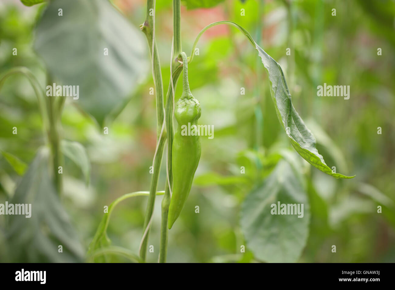Green pepper plantation hi-res stock photography and images - Alamy