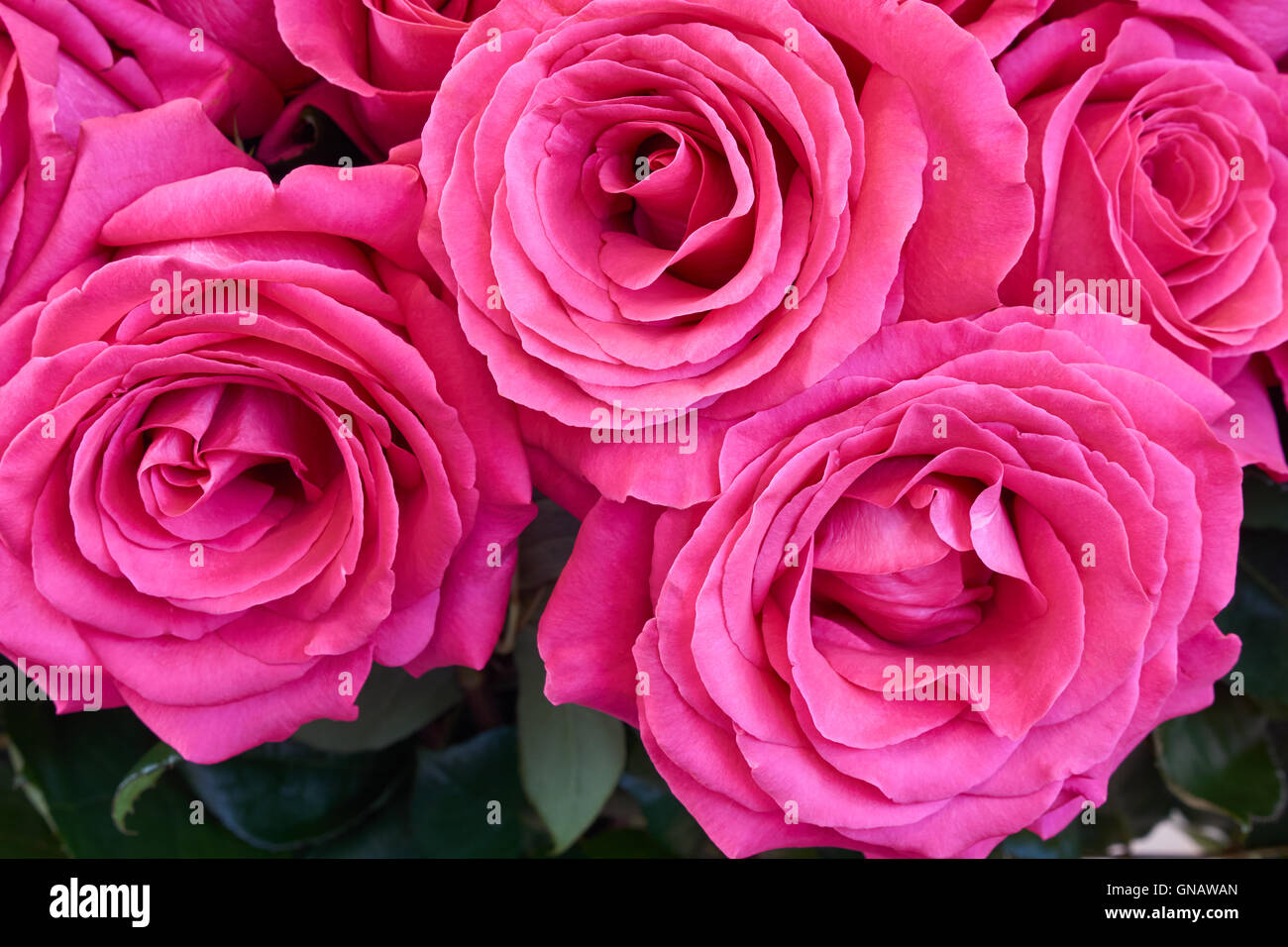 Heap of beautiful dark pink roses as floral background Stock Photo - Alamy