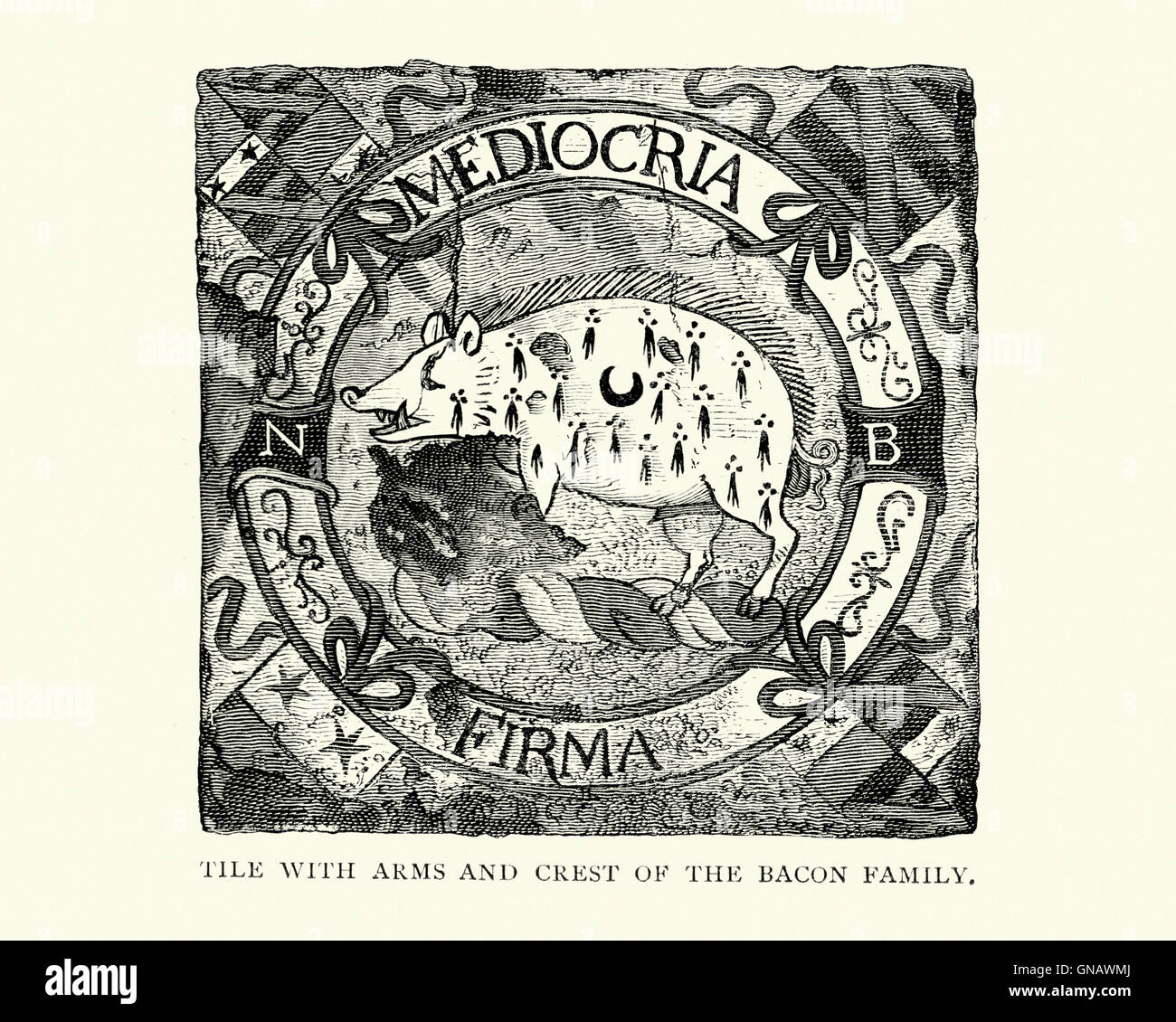 White Boar Stock Photos & White Boar Stock Images - Alamy