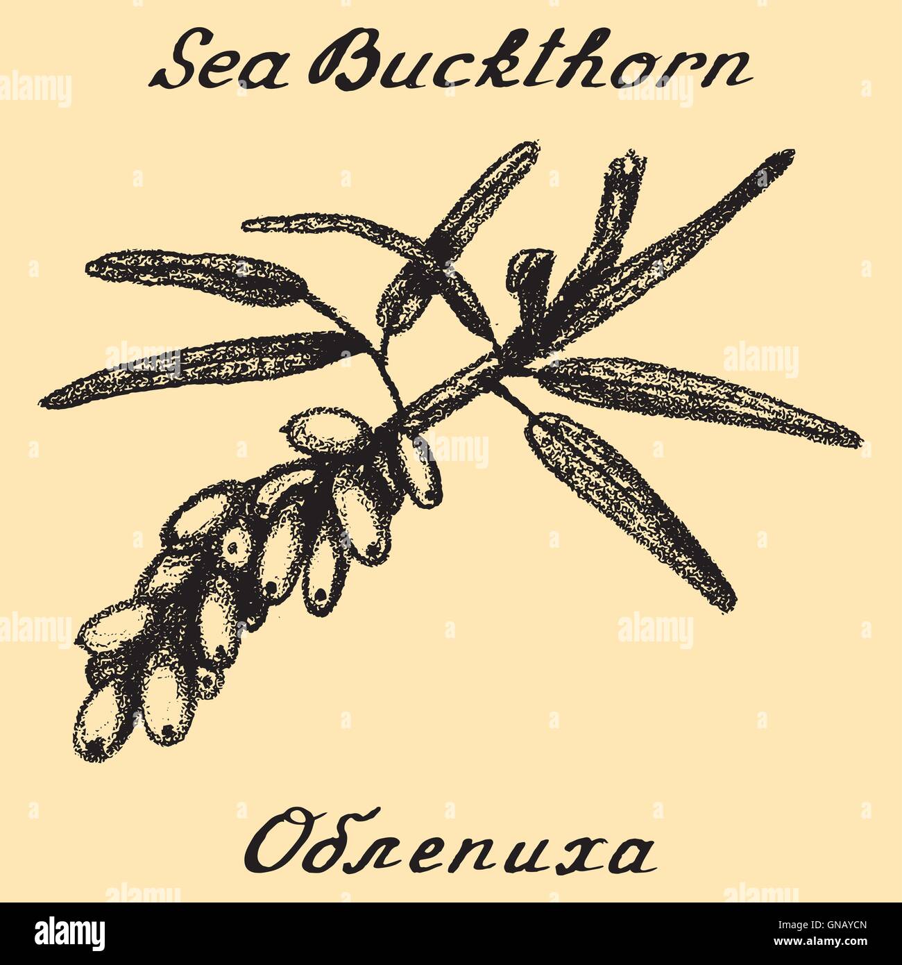 Organic tea sea buckthorn Stock Vector Images - Alamy