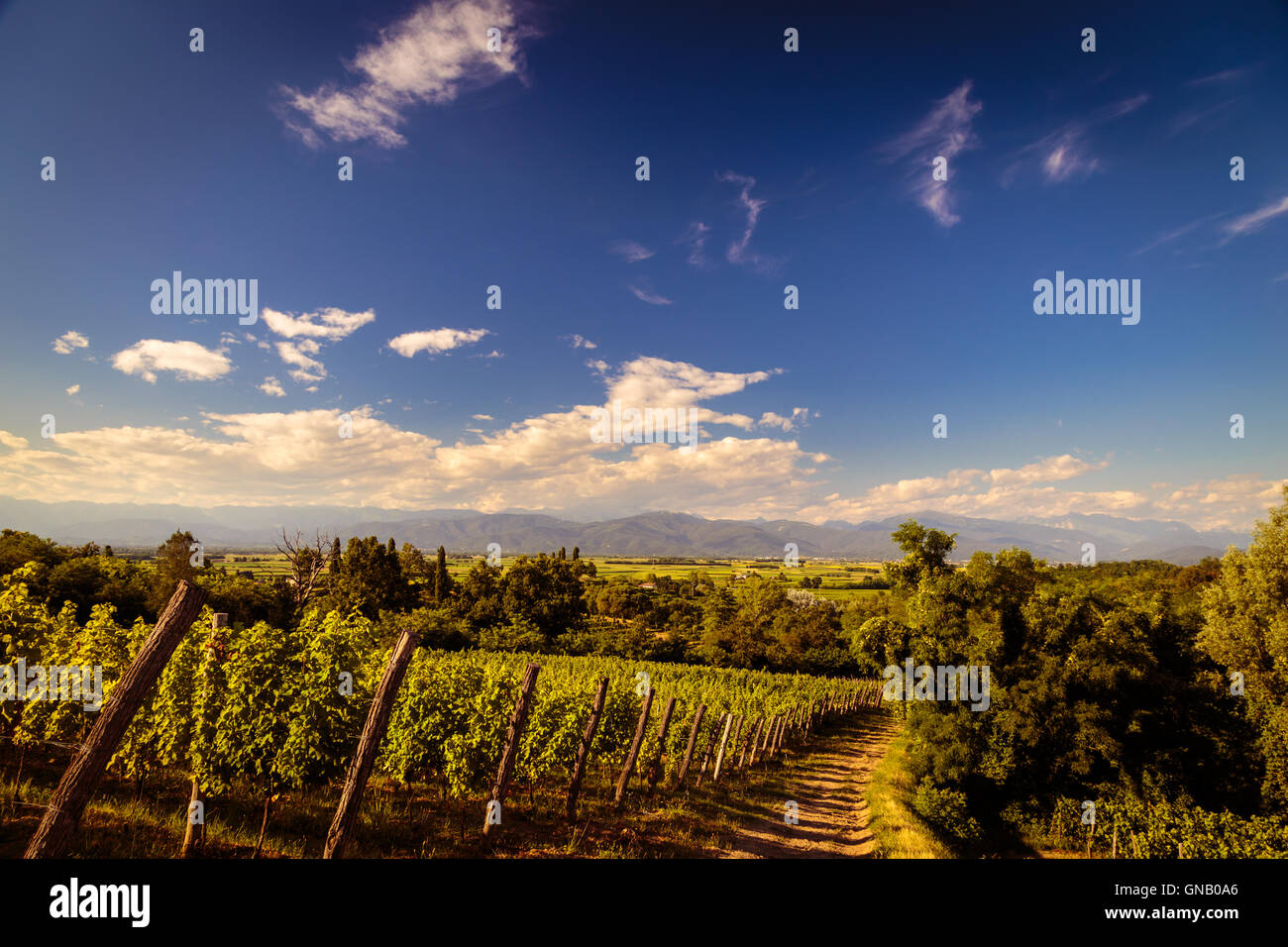 grapevine cultivation in the italian countryside in a stormy summer day ...