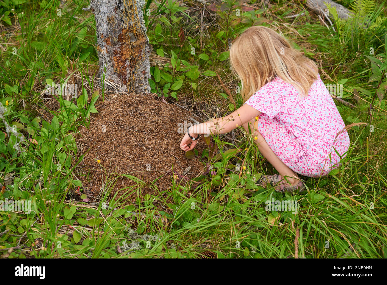 Anthill construction hi-res stock photography and images - Alamy