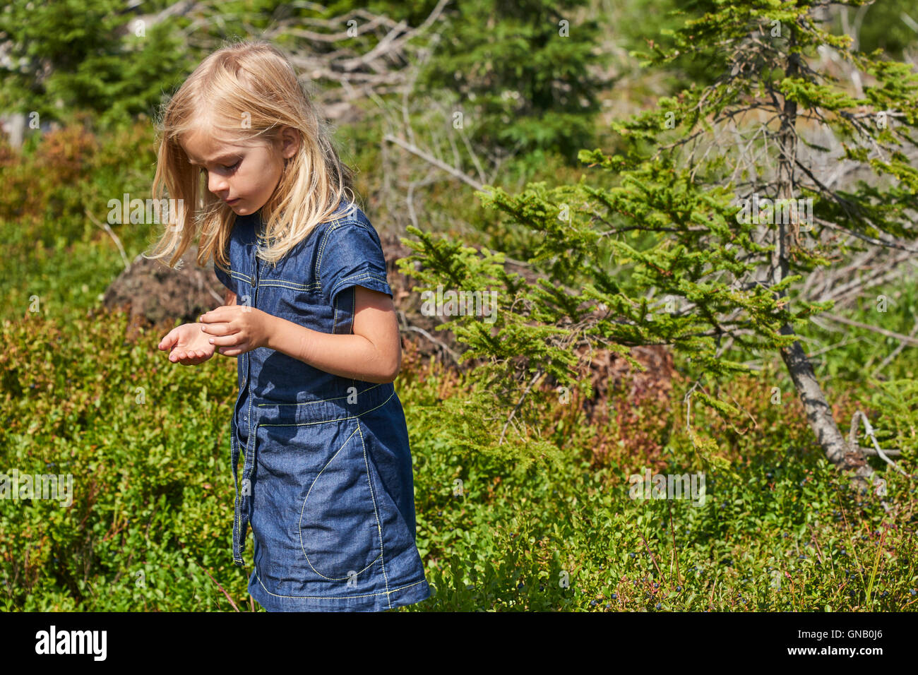 Child blond little girl picking fresh berries on blueberry field in ...