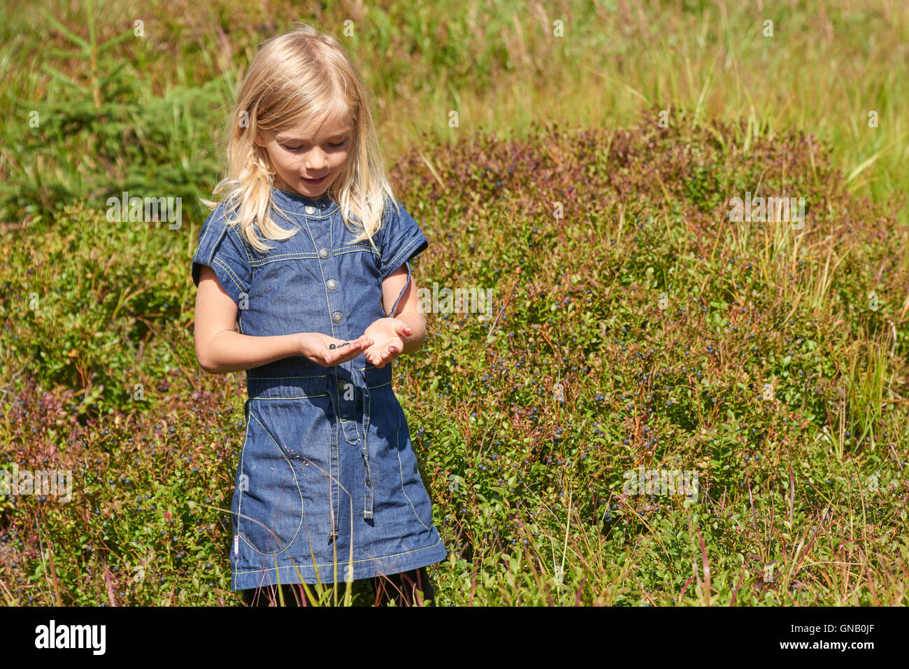 Child blond little girl picking fresh berries on blueberry field in ...