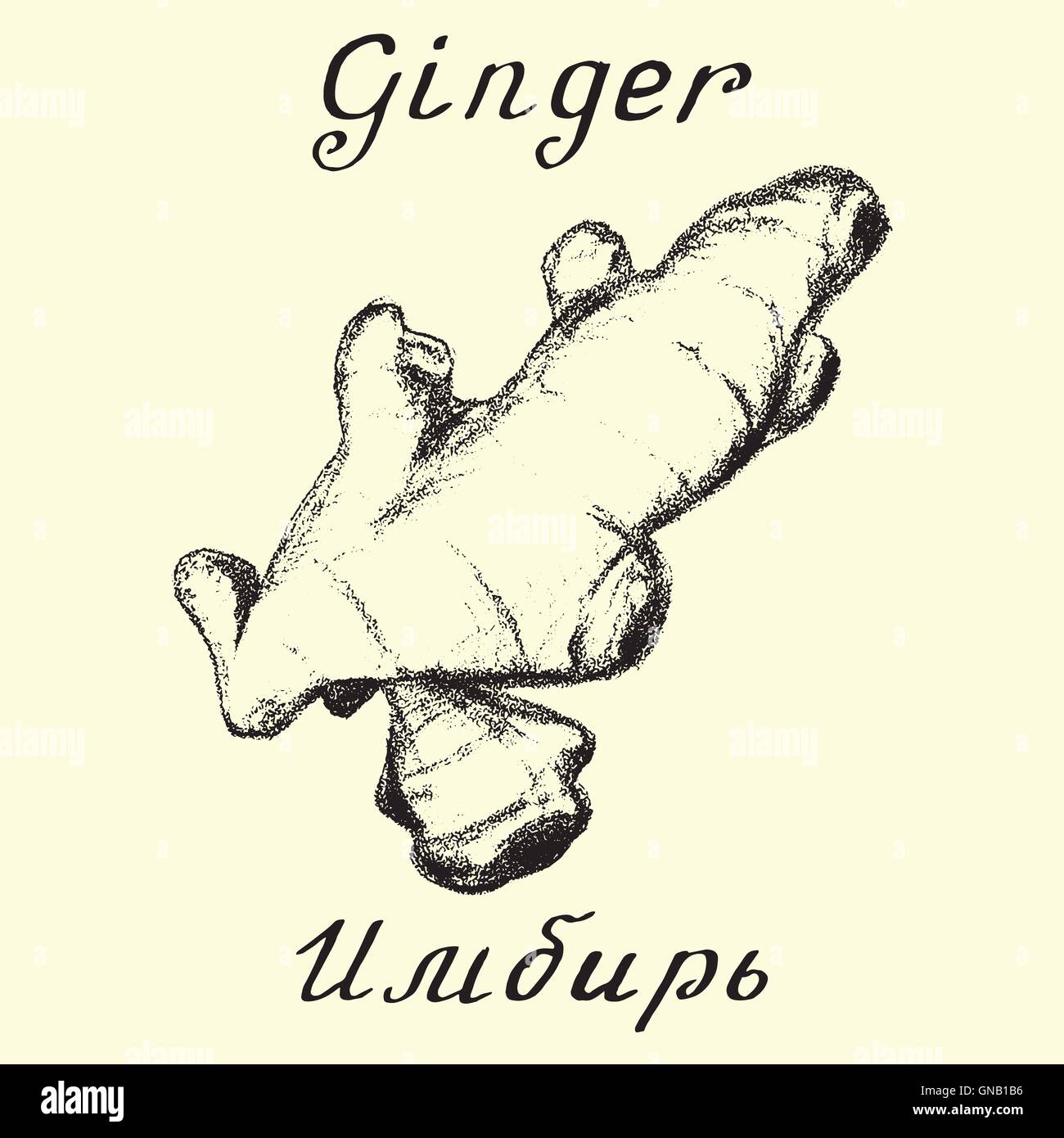 Ginger. Vector pencil drawing and hand-lettering. In English and ...