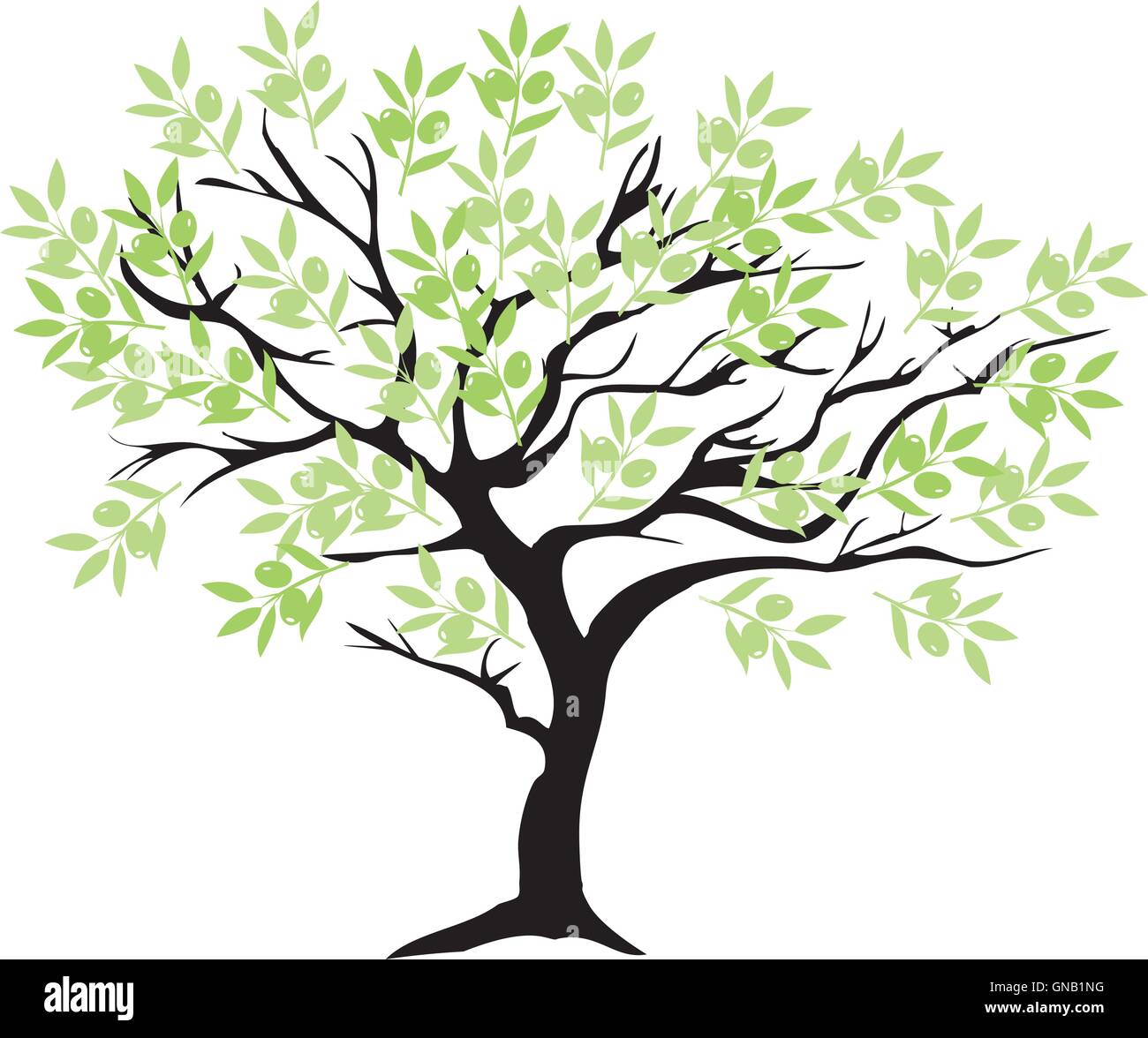 Olive tree Stock Vector Images - Alamy