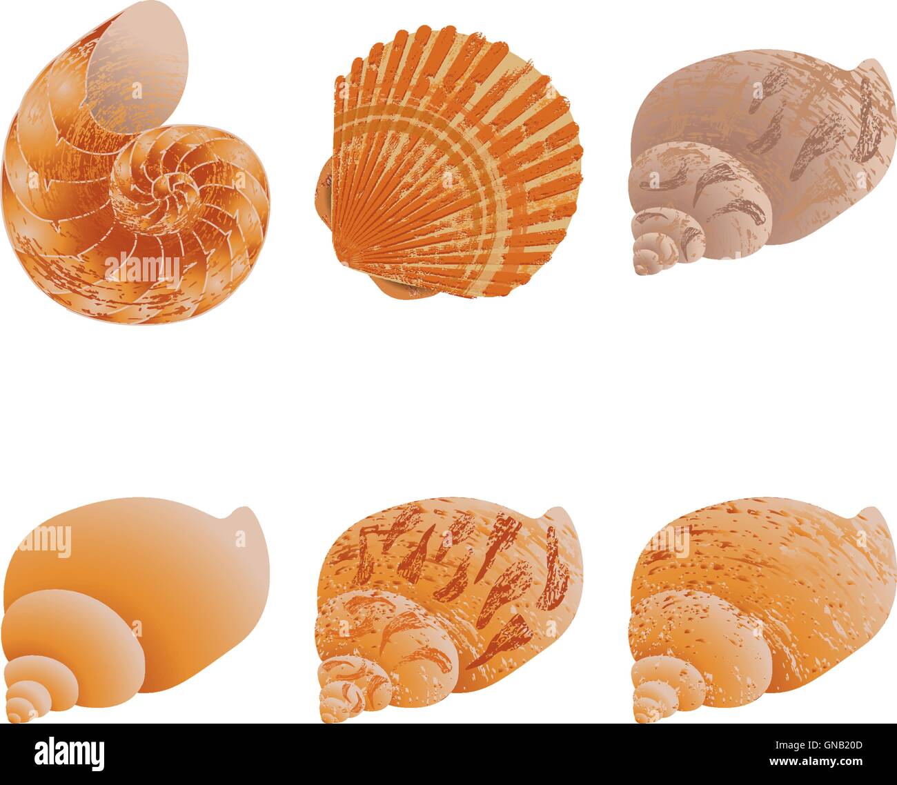 Vector set of 6 seashells. In brown tones Stock Vector Image & Art - Alamy