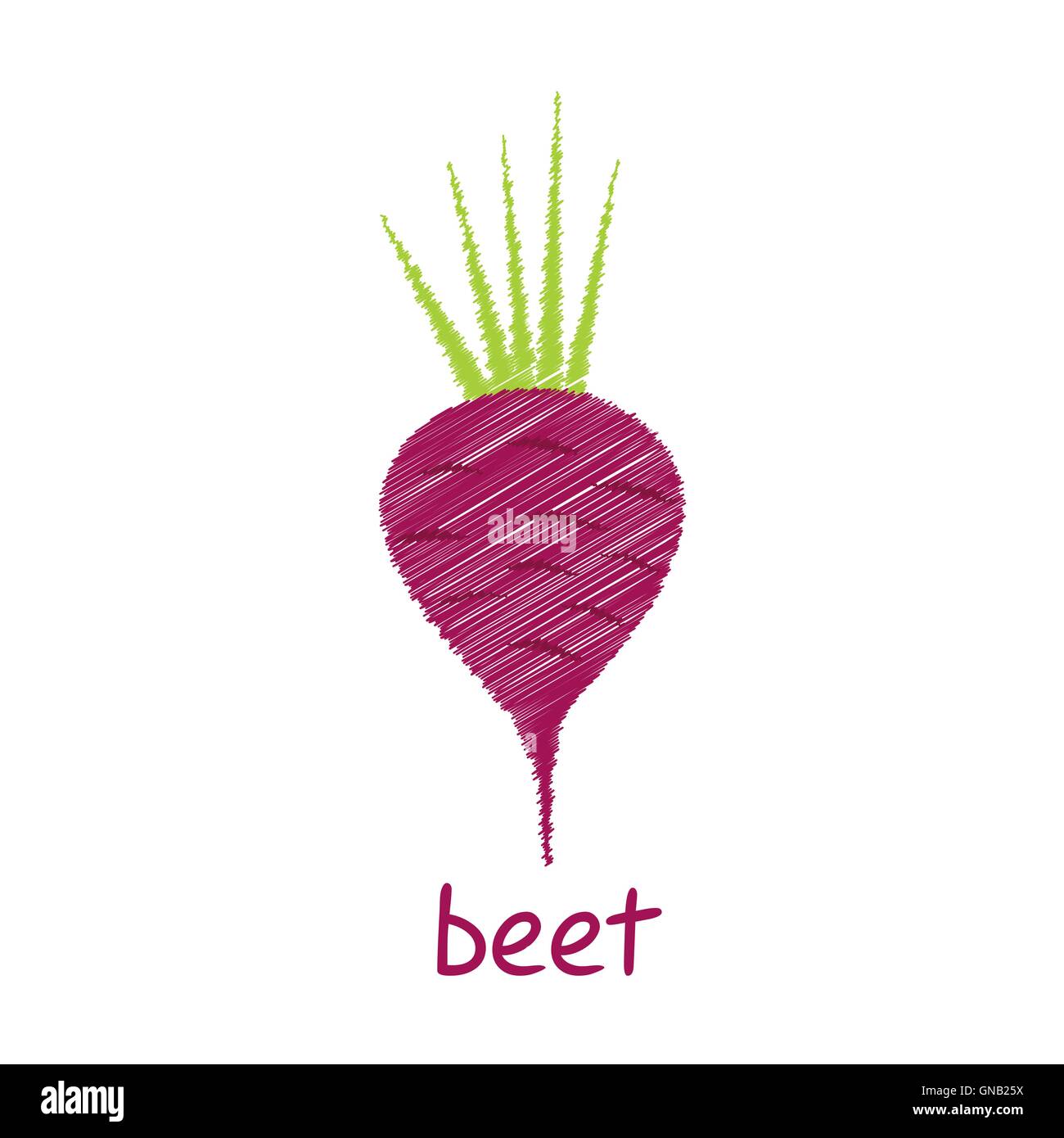 Fresh beet root fruit Stock Vector Images - Alamy