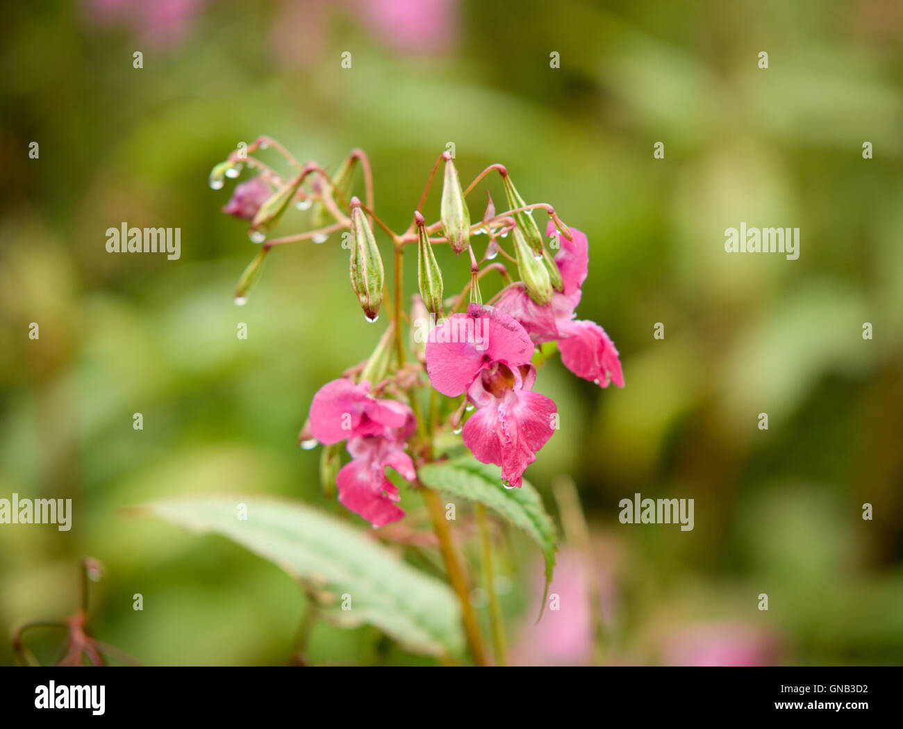 Himalayan orchid species hi-res stock photography and images - Alamy