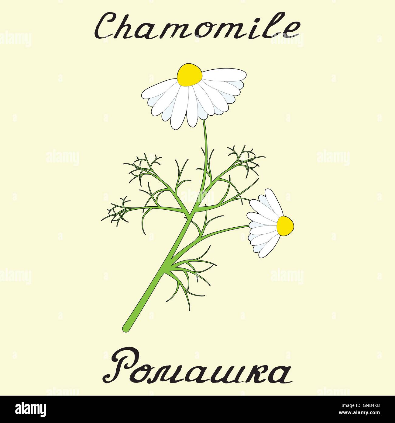 Medicine chamomile flower Stock Vector Images - Alamy