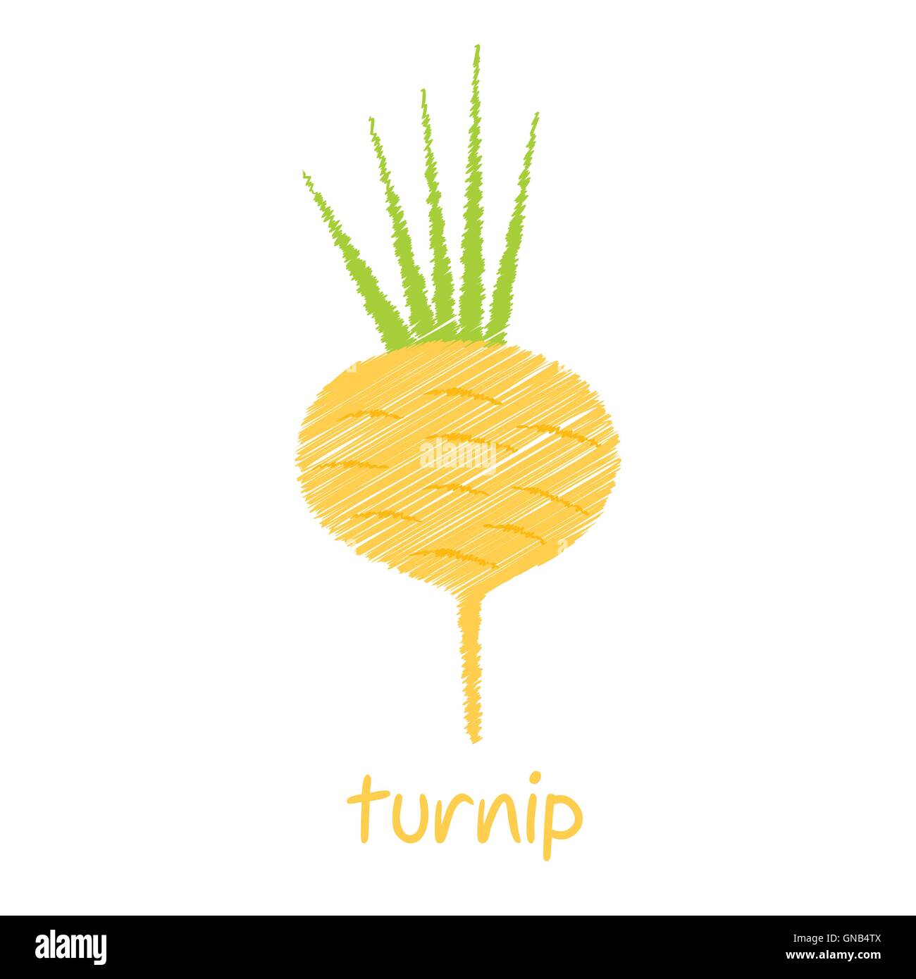turnip, sketch design vector Stock Vector Image & Art - Alamy
