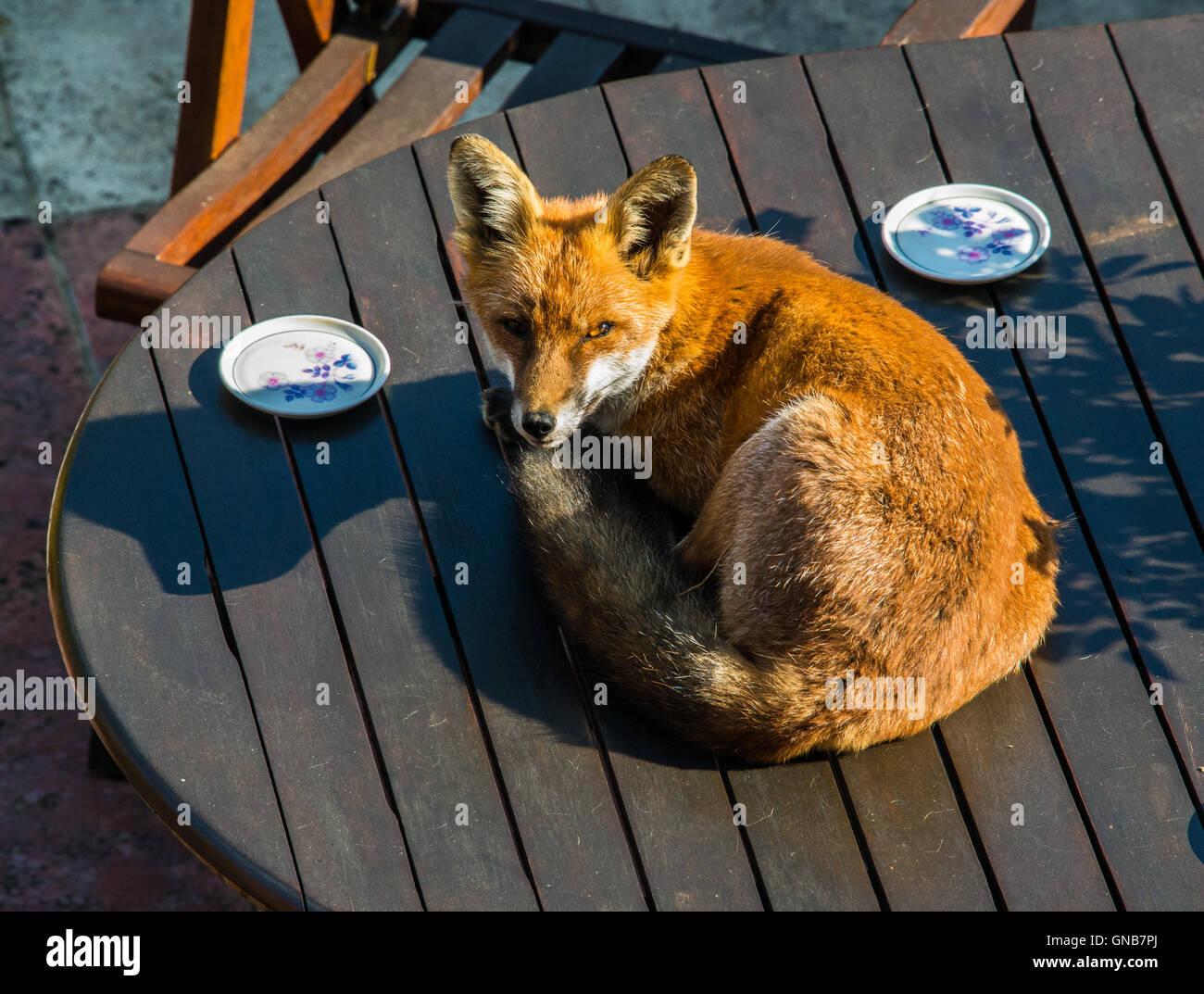 Vulpes vulpes (Red Fox) on domestic patio table Stock Photo - Alamy