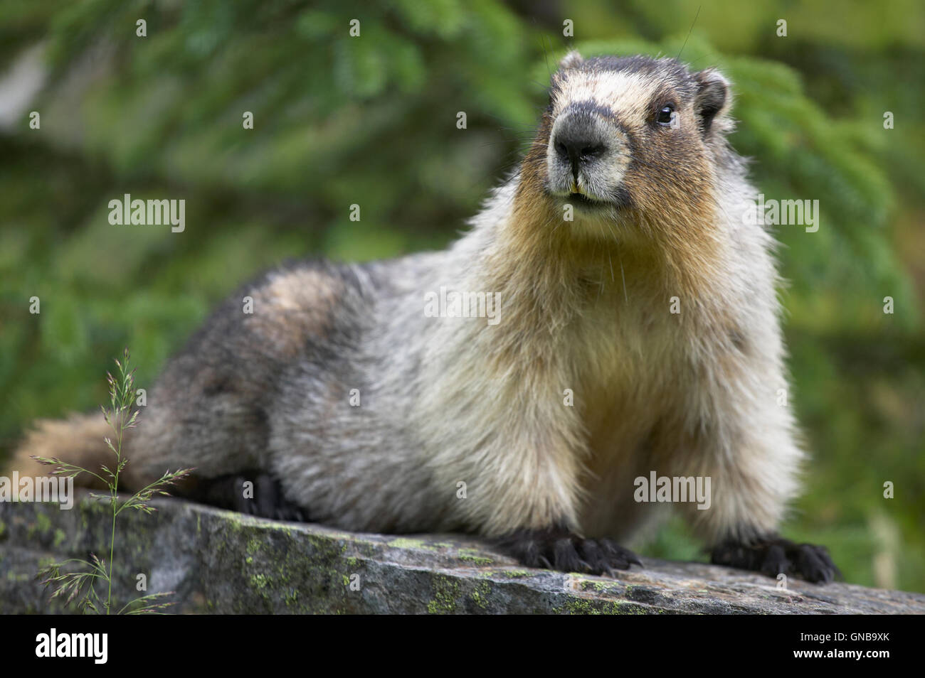 Groundhog with green background in Alberta. Canada. Horizontal Stock ...