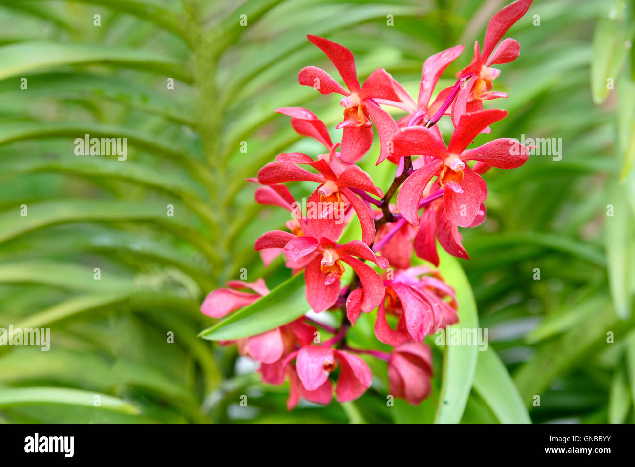 Red orchids flower in the garden on green background Stock Photo - Alamy