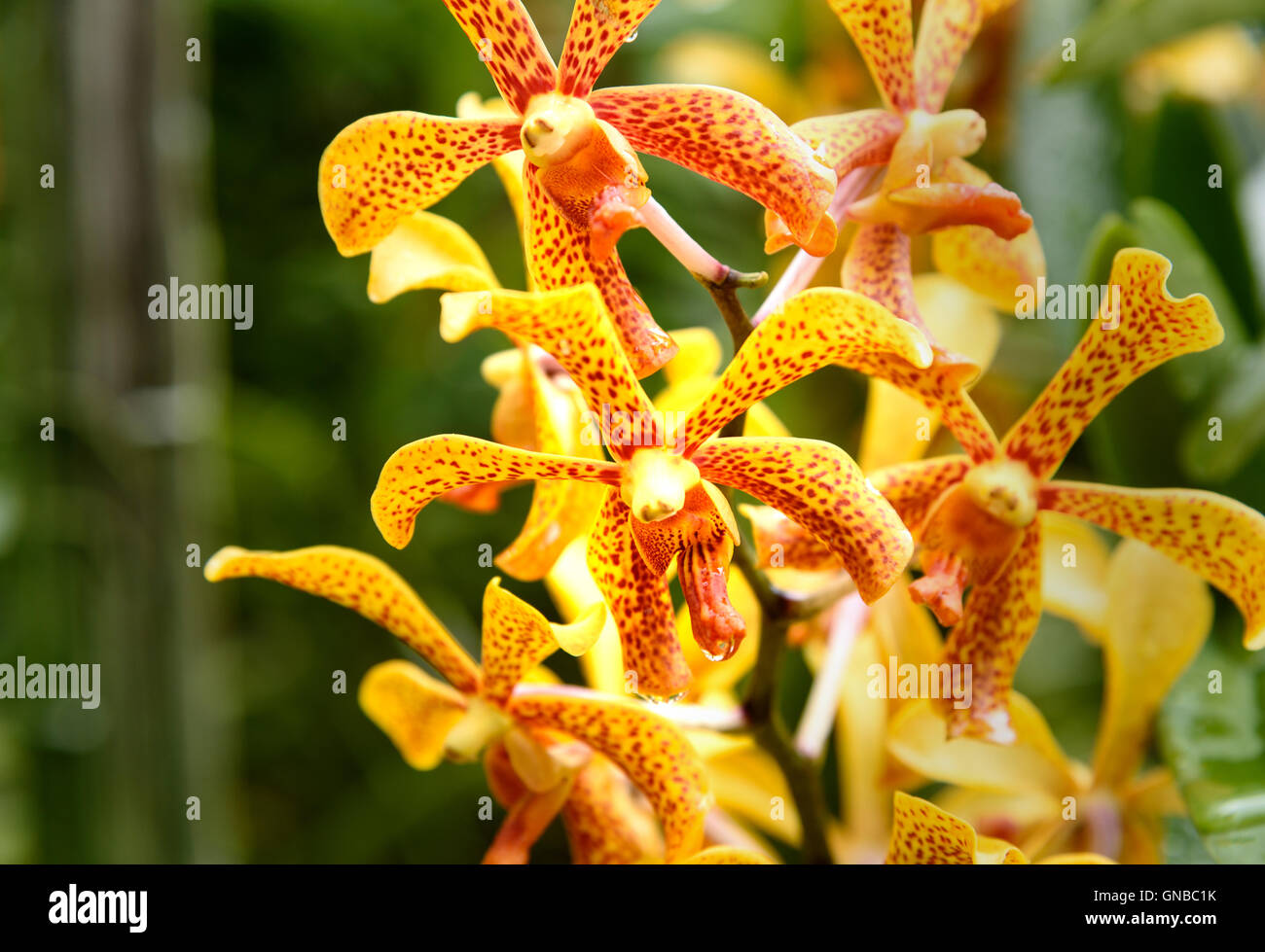 Aranda Panni orchids flower in the garden on green background Stock ...