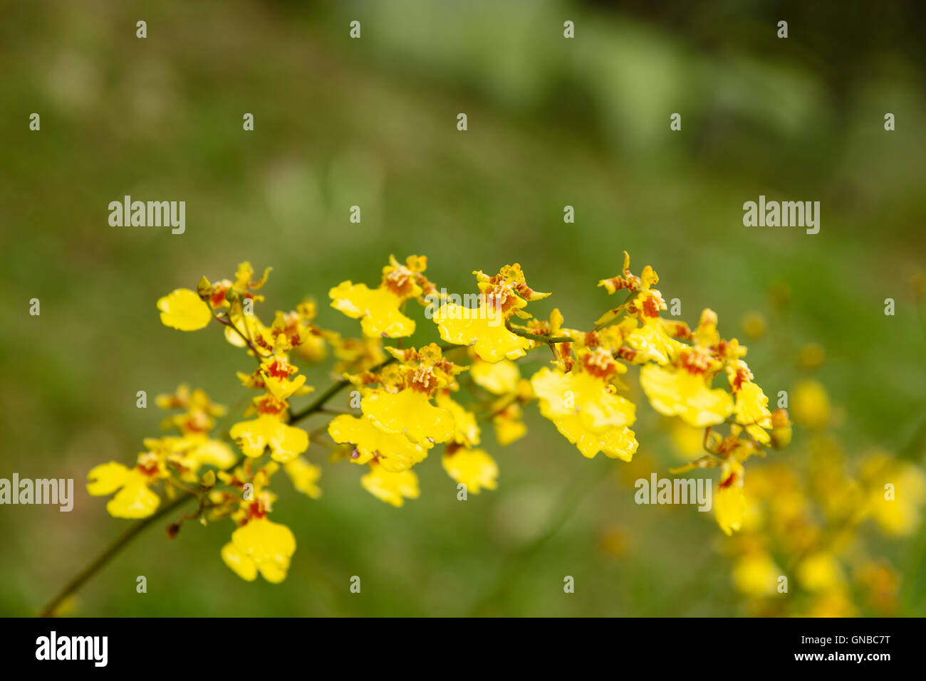 Oncidium goldiana, Golden shower orchids flower in the garden on green background Stock Photo ...