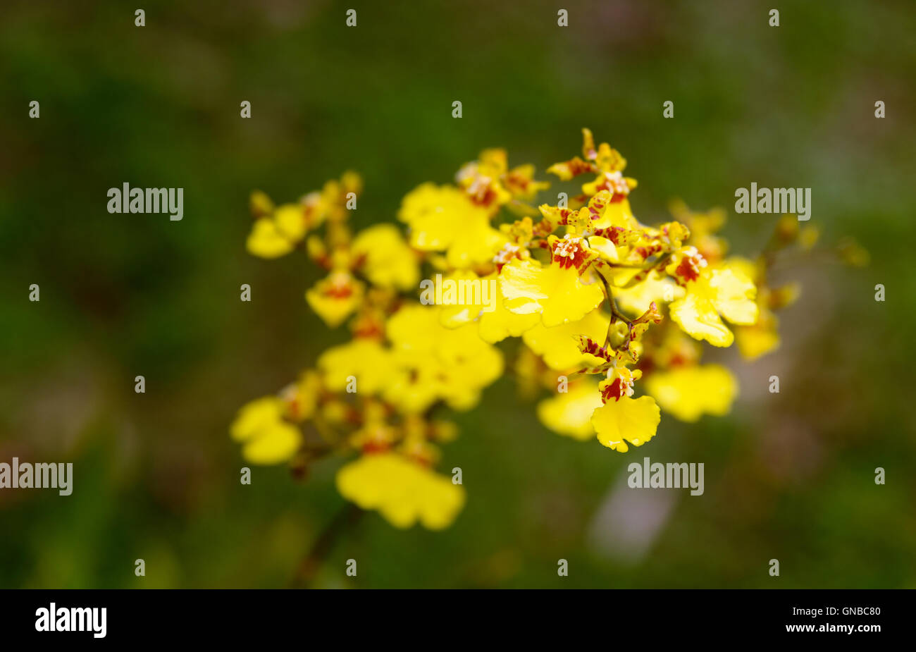 Oncidium goldiana, Golden shower orchids flower in the garden on green background Stock Photo ...