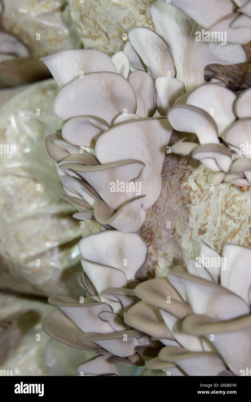 Oyster mushrooms cultivation Stock Photo - Alamy