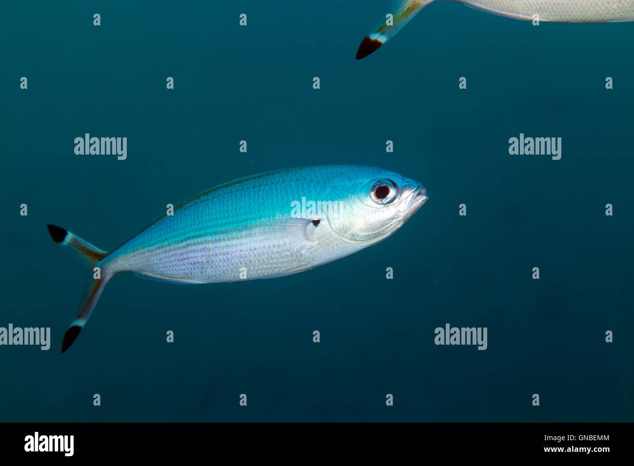Beautiful fusilier hi-res stock photography and images - Alamy
