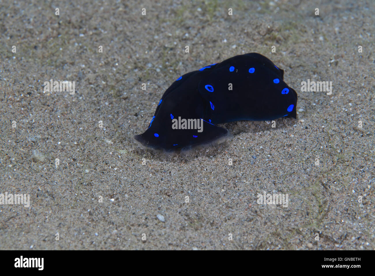Blue-spotted shield slug (chelidonura livida) in the Red Sea Stock ...