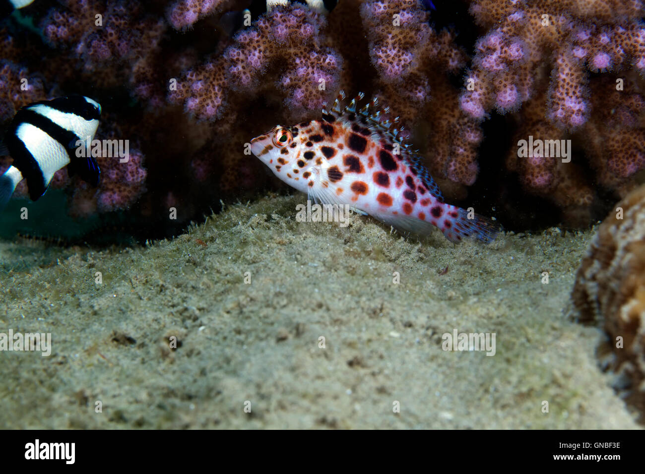 Pixie hawkfish (cirrhitichthys oxycephalus) in the Red Sea Stock Photo ...