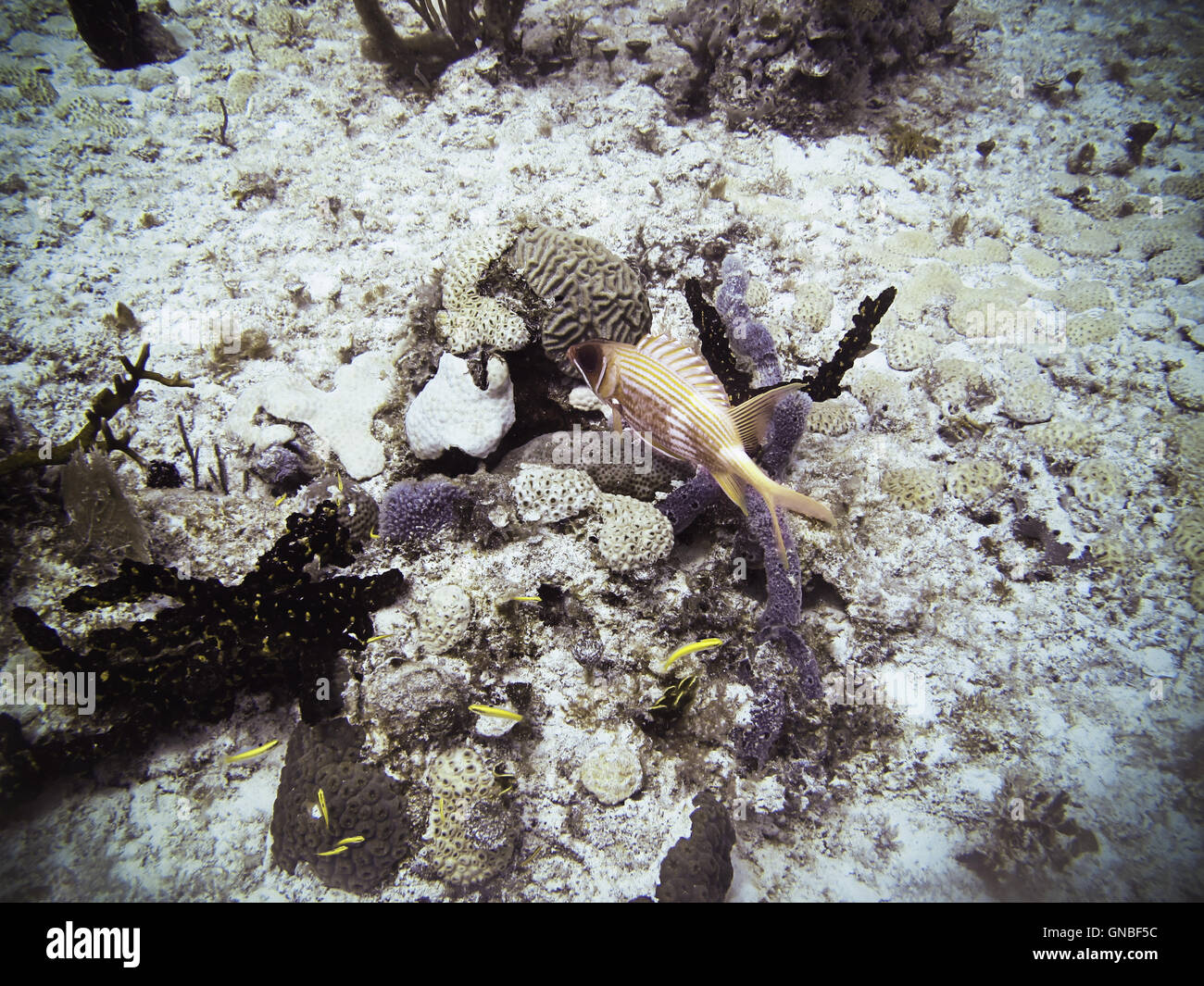 Ugly fish hi-res stock photography and images - Alamy