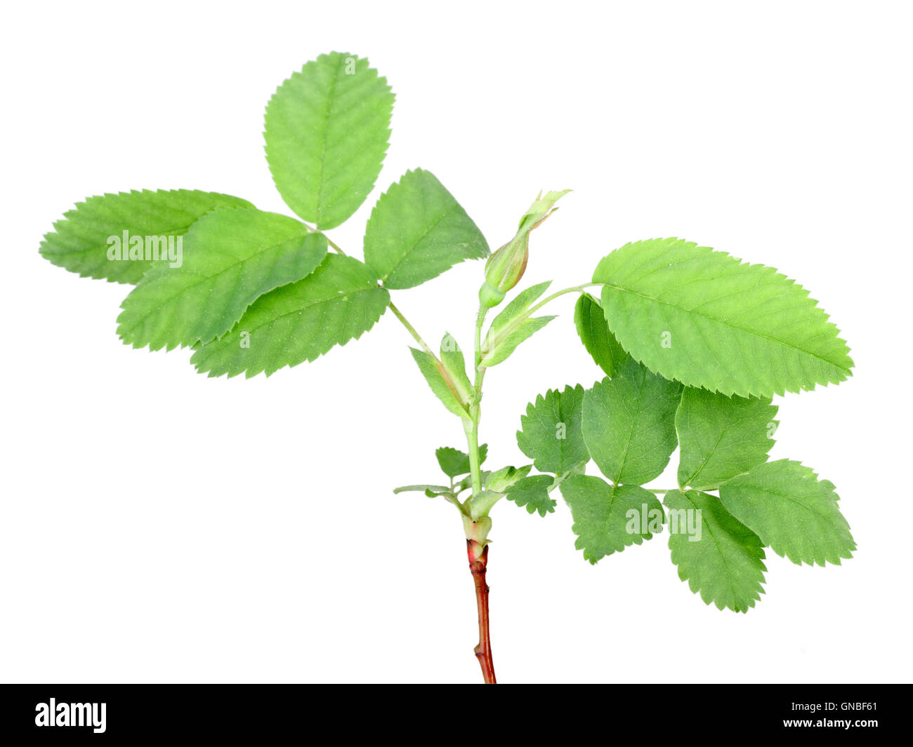 Branch with bud and green leaf Stock Photo - Alamy
