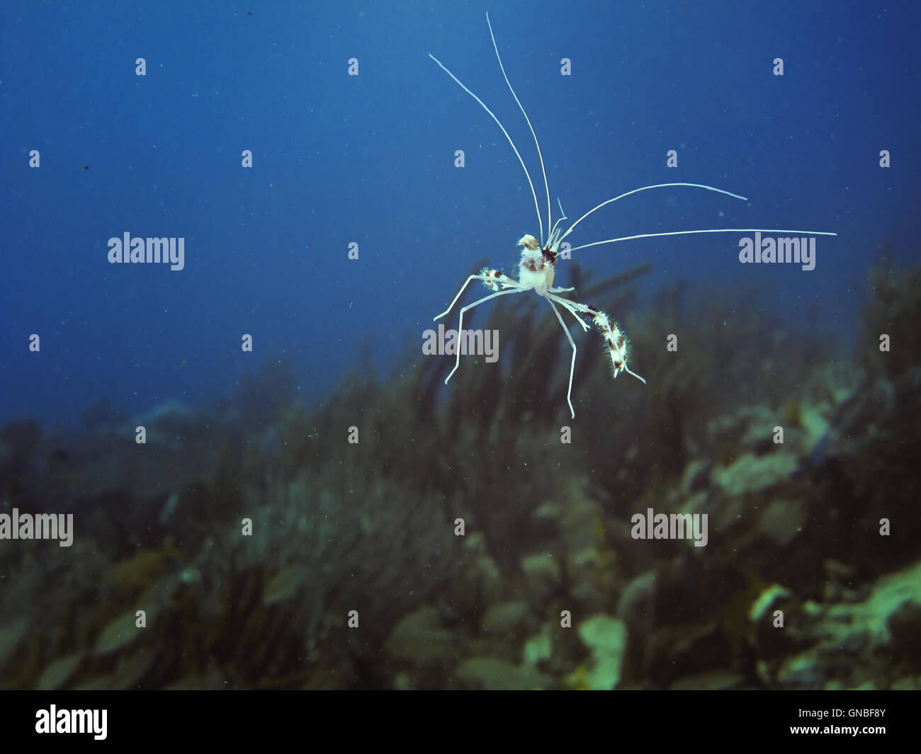 Stenopodidea banded coral shrimp hi-res stock photography and images ...