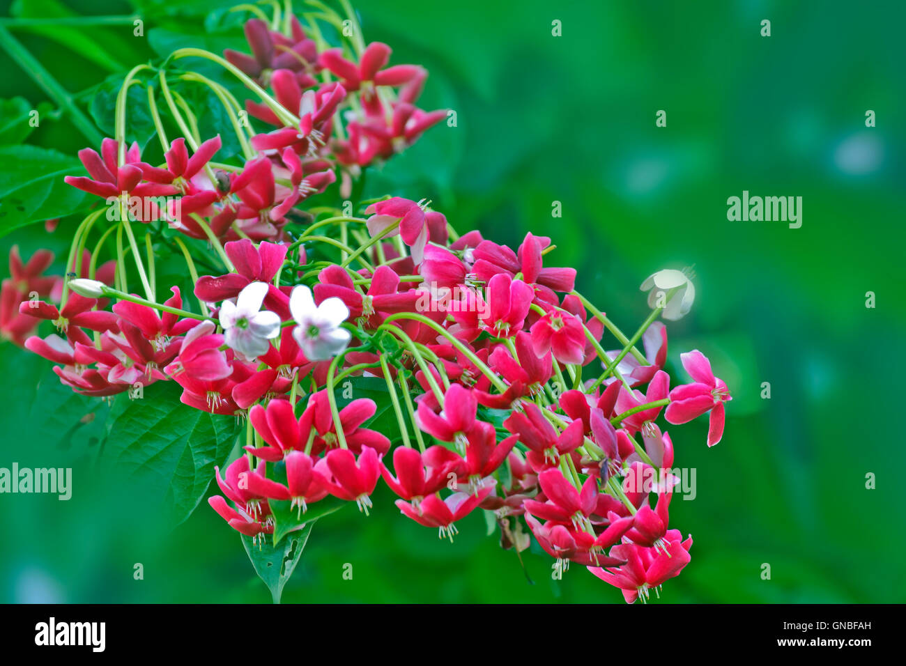 Rangoon creeper hi-res stock photography and images - Alamy