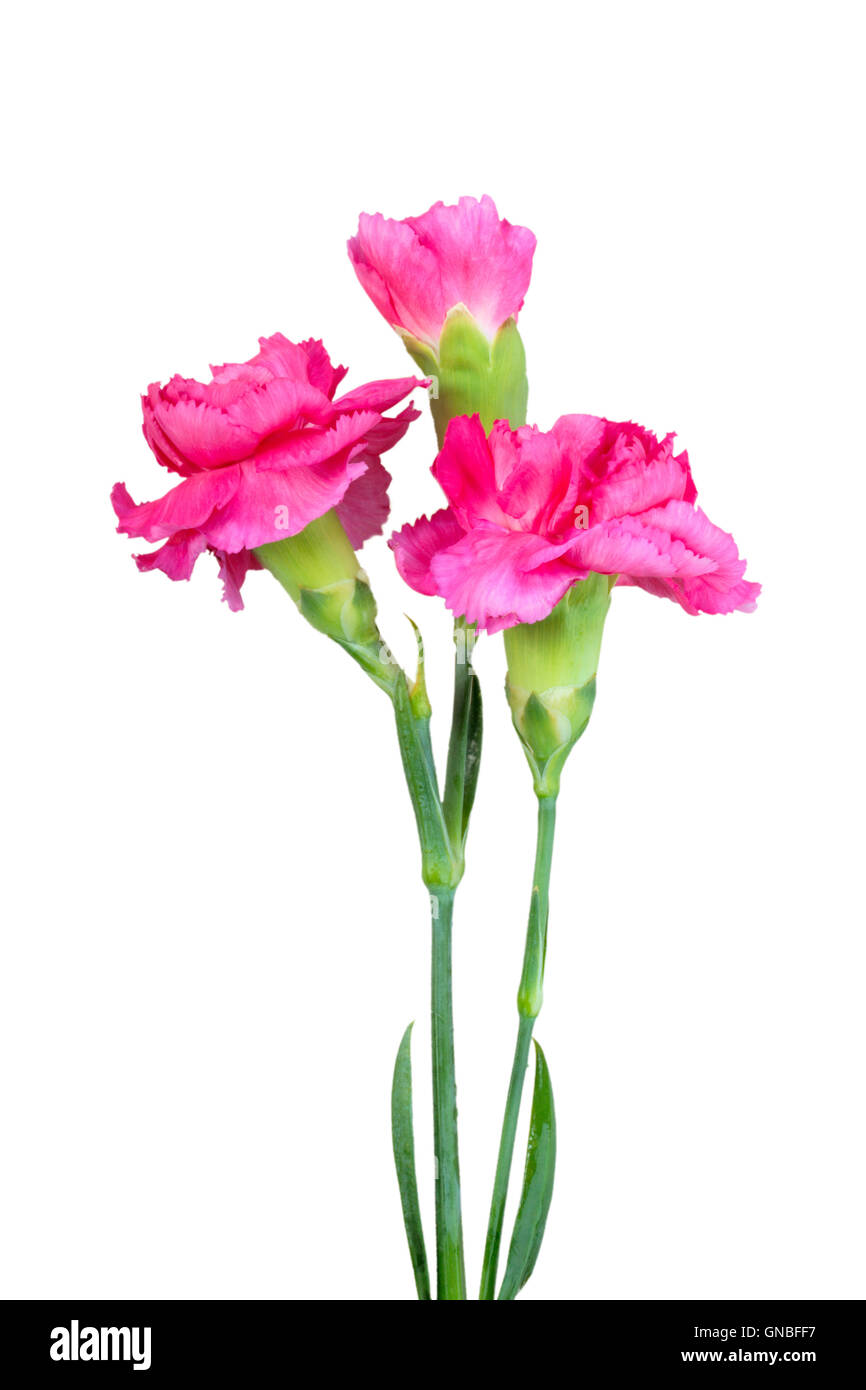 Bouquet carnations isolated on white hi-res stock photography and ...