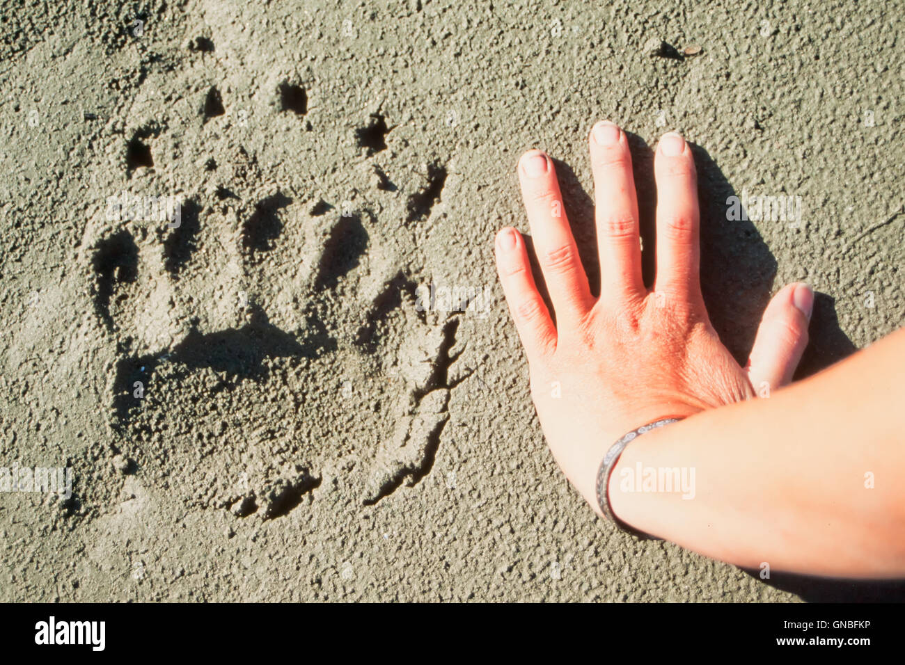 Grizzly Bear Tracks