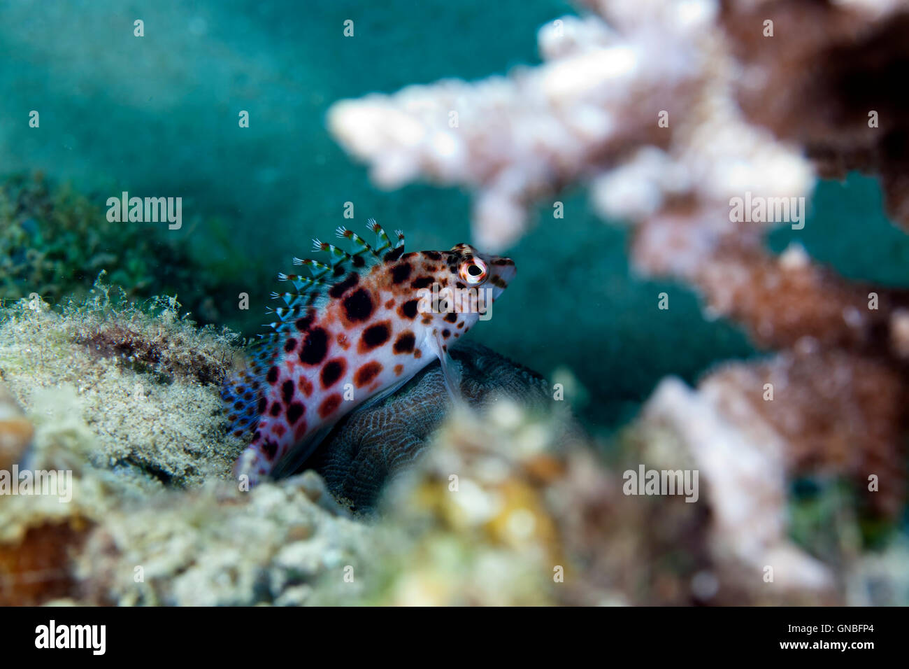 Pixie hawkfish (cirrhitichthys oxycephalus) in the Red Sea Stock Photo ...
