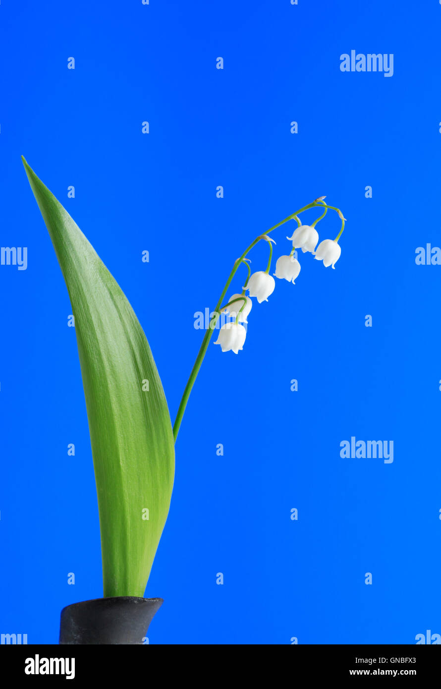 Single flower stem hi-res stock photography and images - Alamy
