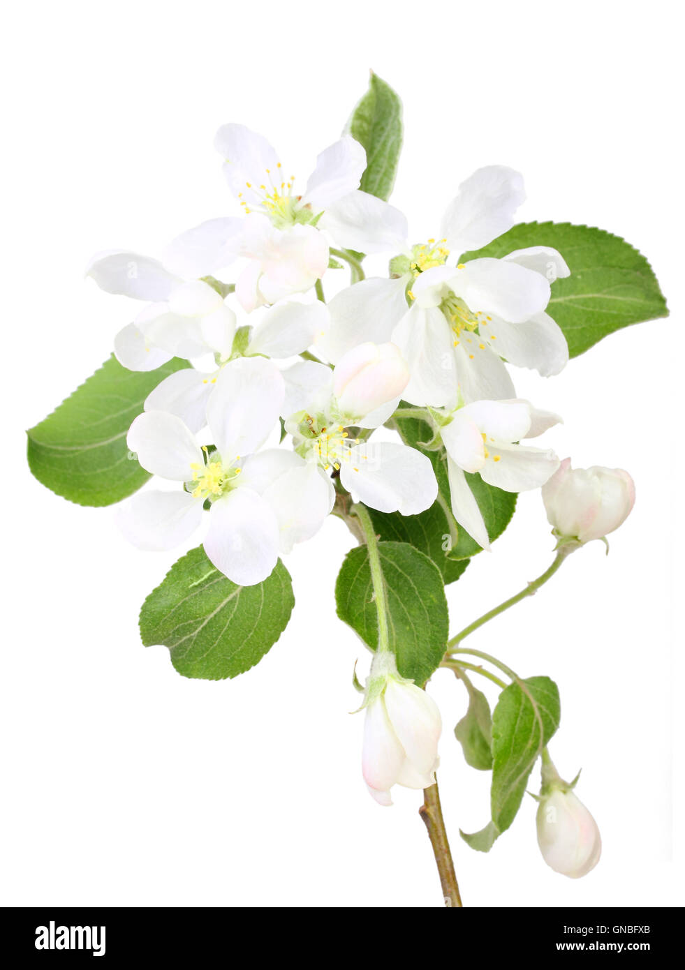 Single branch of apple-tree with leaf and flowers Stock Photo - Alamy