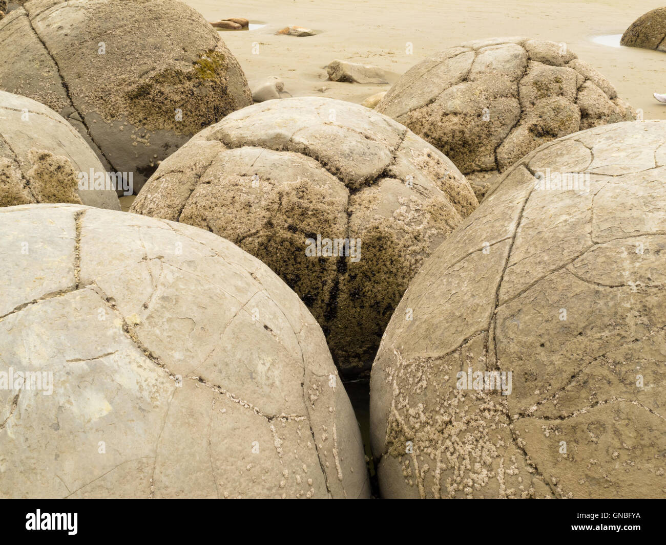 Closeup of famous spherical Moeraki Boulders, NZ Stock Photo - Alamy