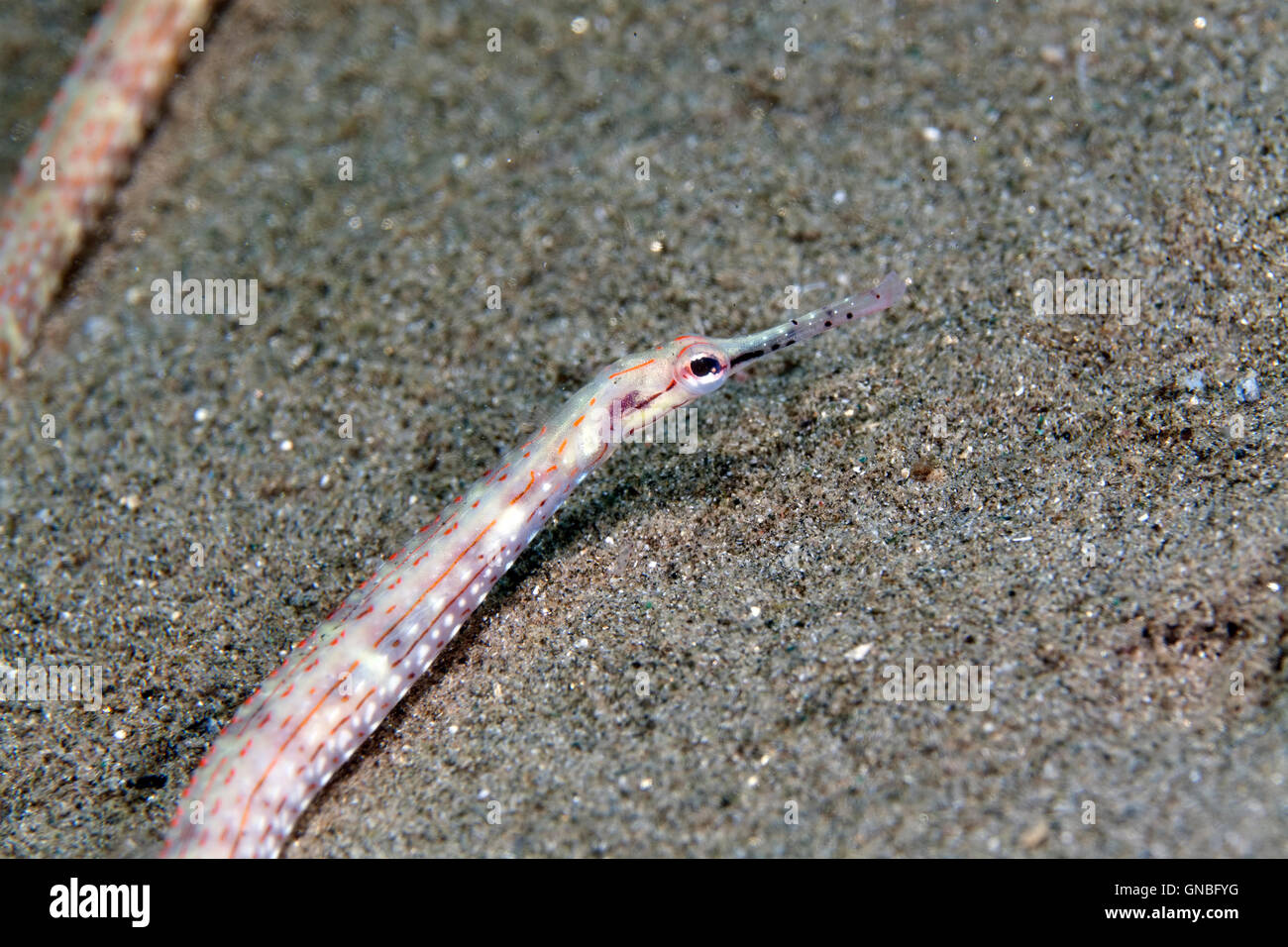 Red Sea pipefish (corythoichthys sp Stock Photo - Alamy