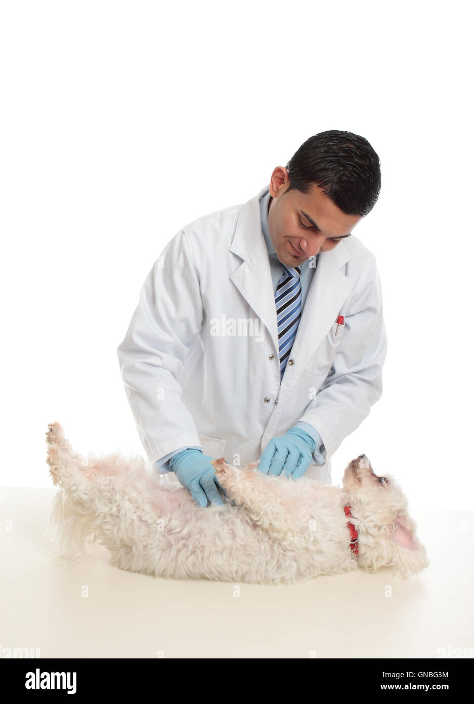 Dog inspection hi-res stock photography and images - Alamy