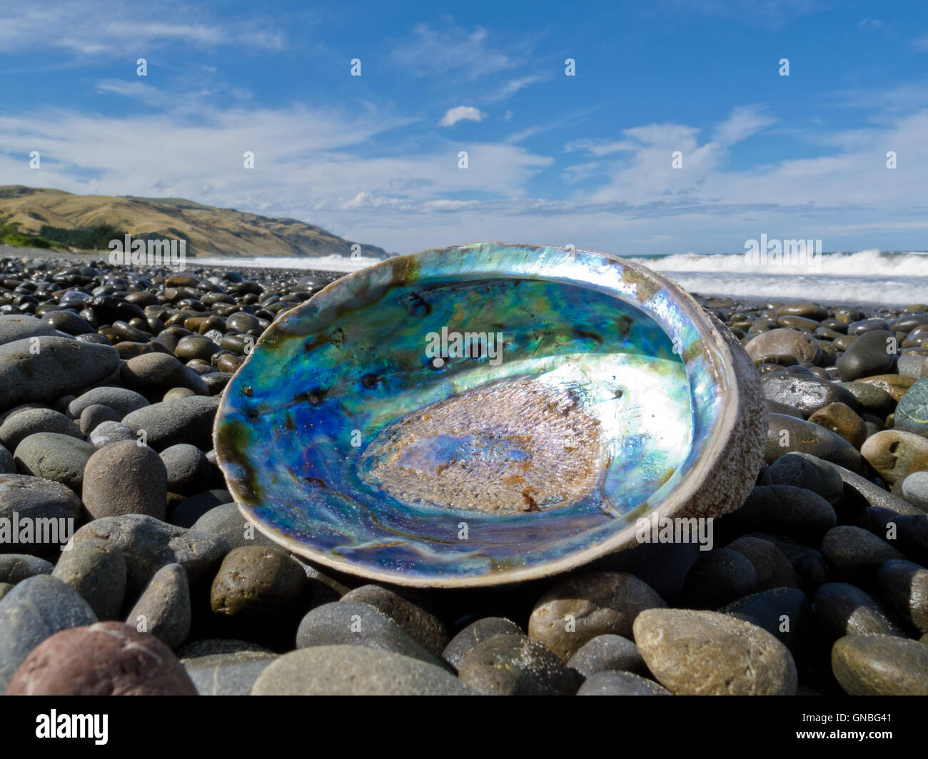 Abalone shell hi-res stock photography and images - Alamy