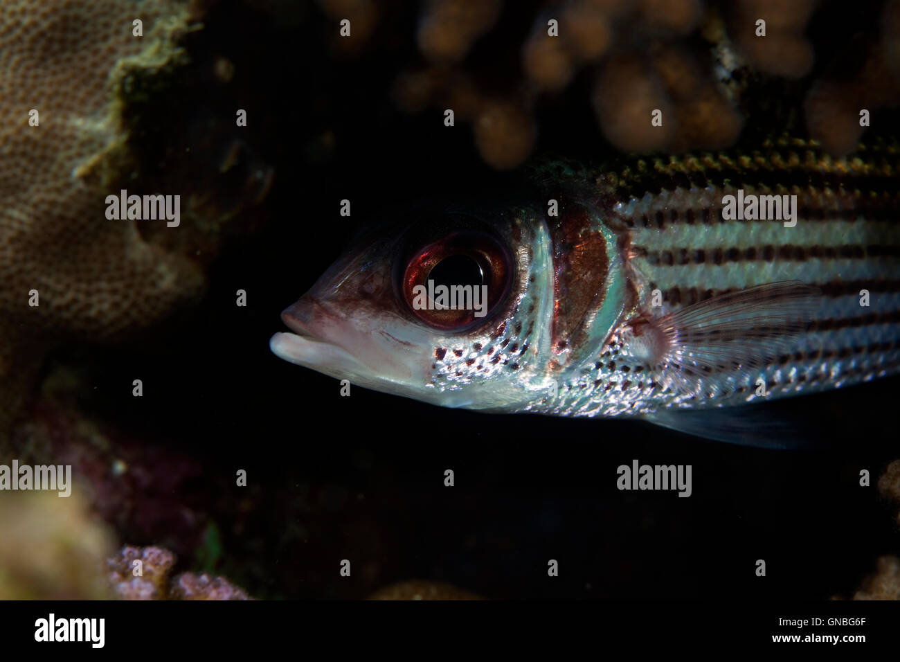 Spotfin squirrelfish (neoniphon sammara) in the Red Sea Stock Photo - Alamy