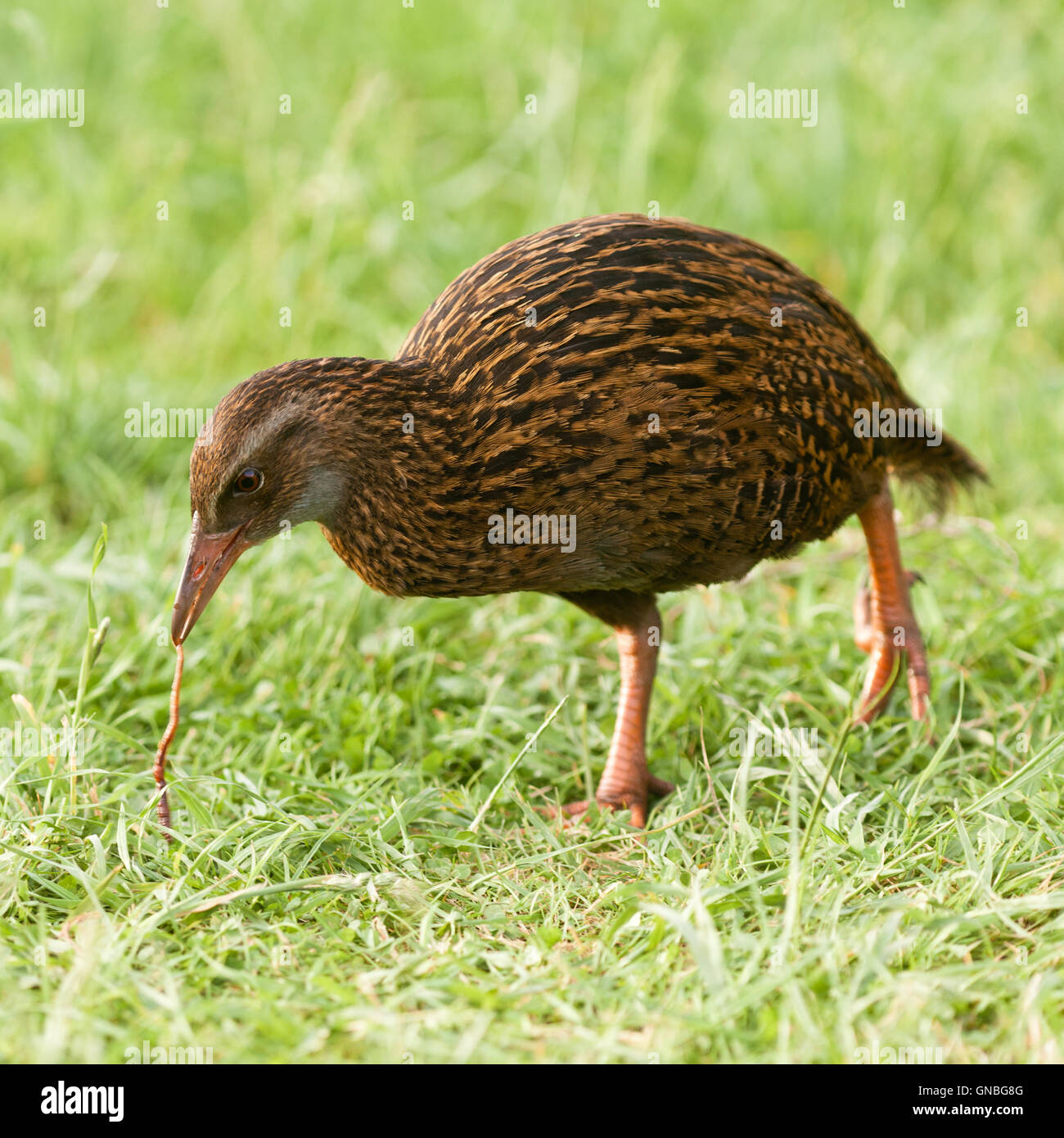 Bird pulling worm hi-res stock photography and images - Alamy