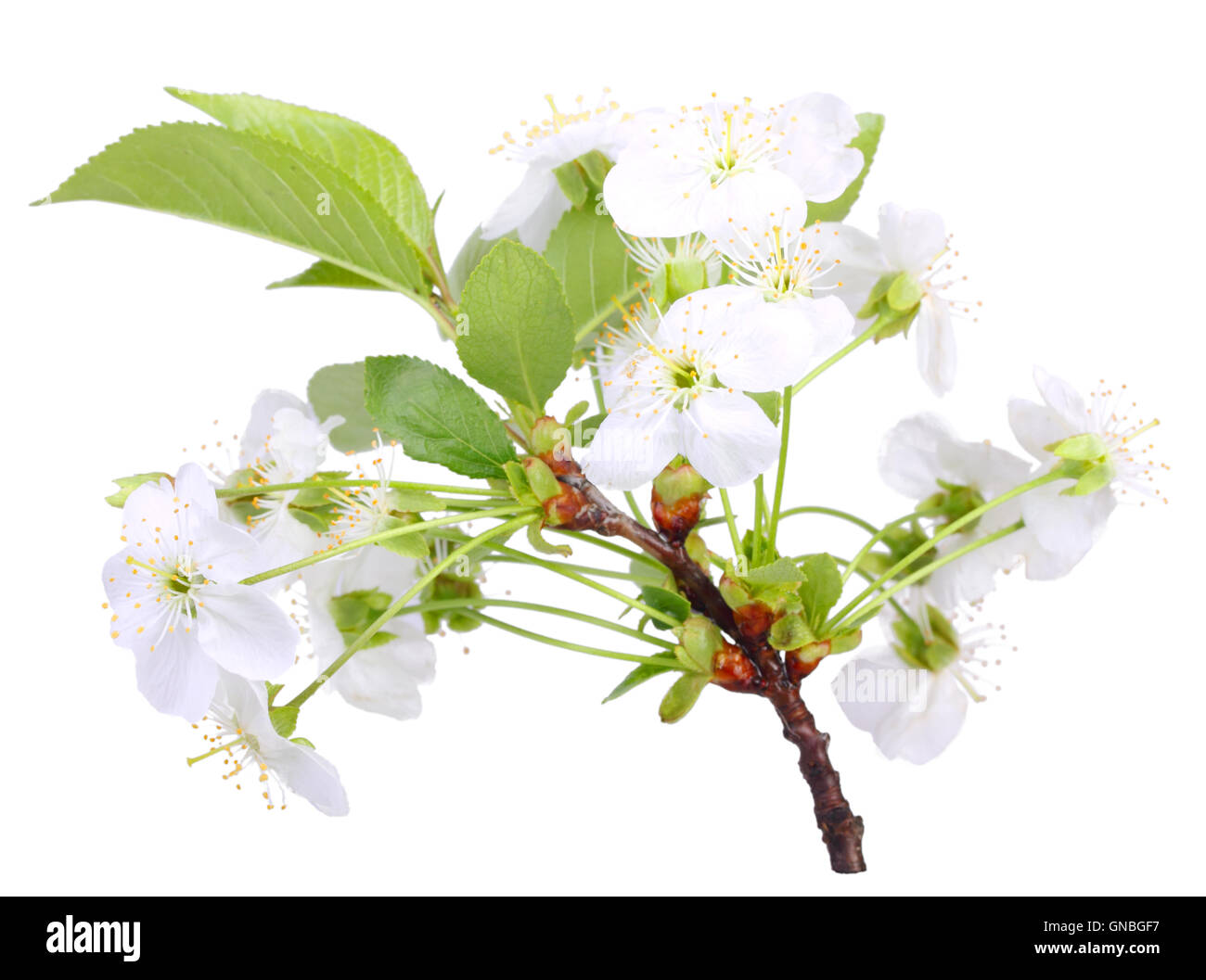 Closeup shot tree branch Cut Out Stock Images & Pictures - Alamy
