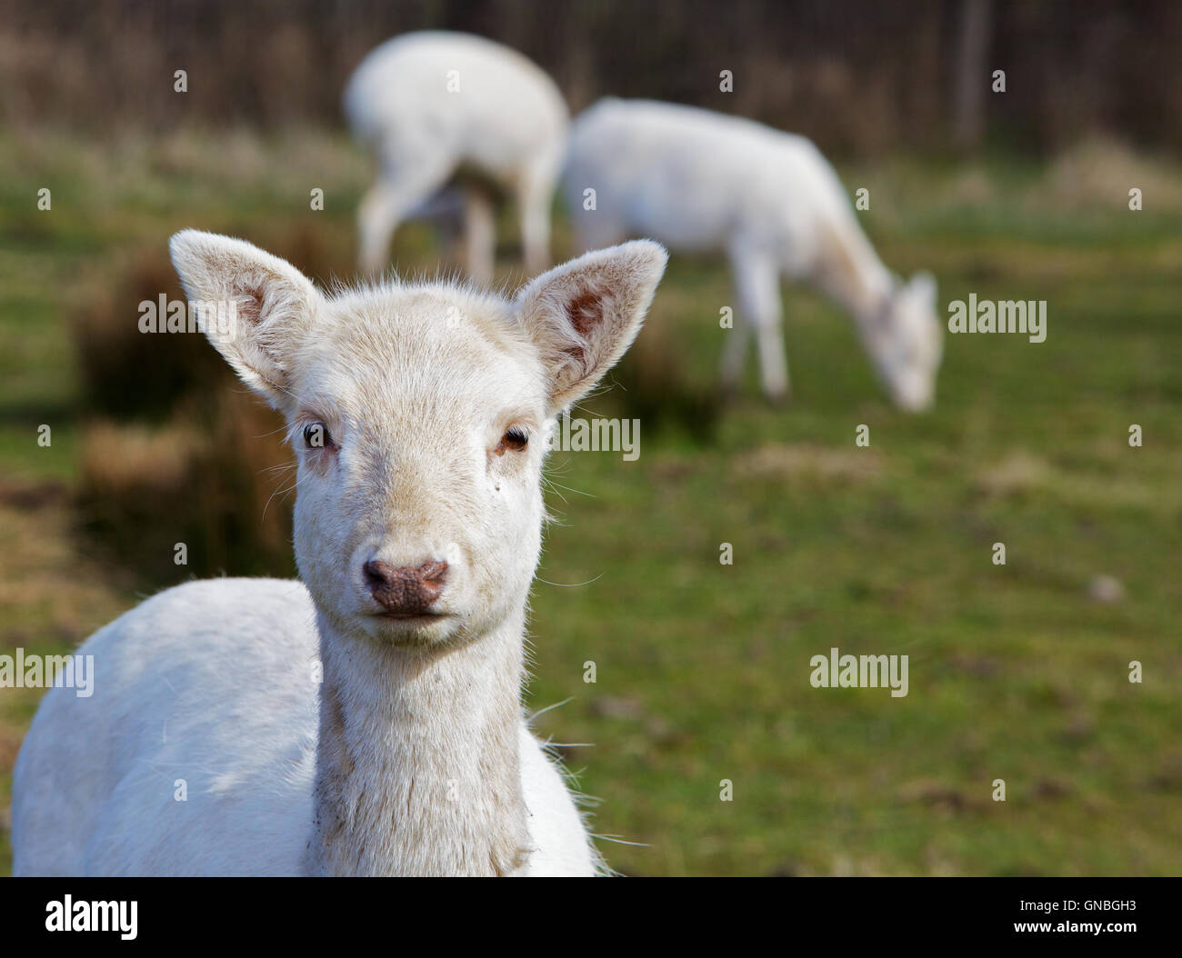 Young Fallow Deer Head Stock Photo - Alamy