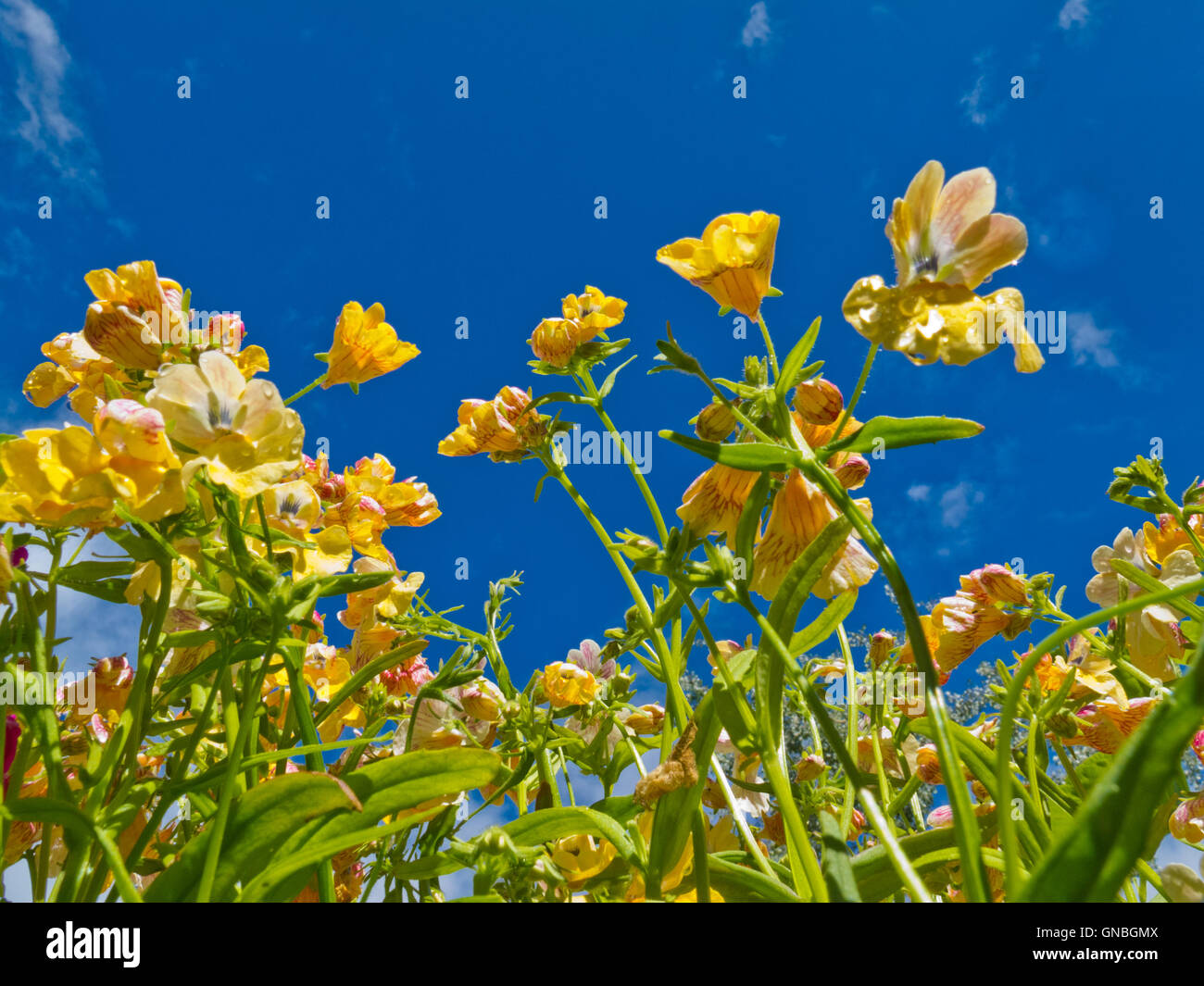 Blue nemesia hi-res stock photography and images - Alamy