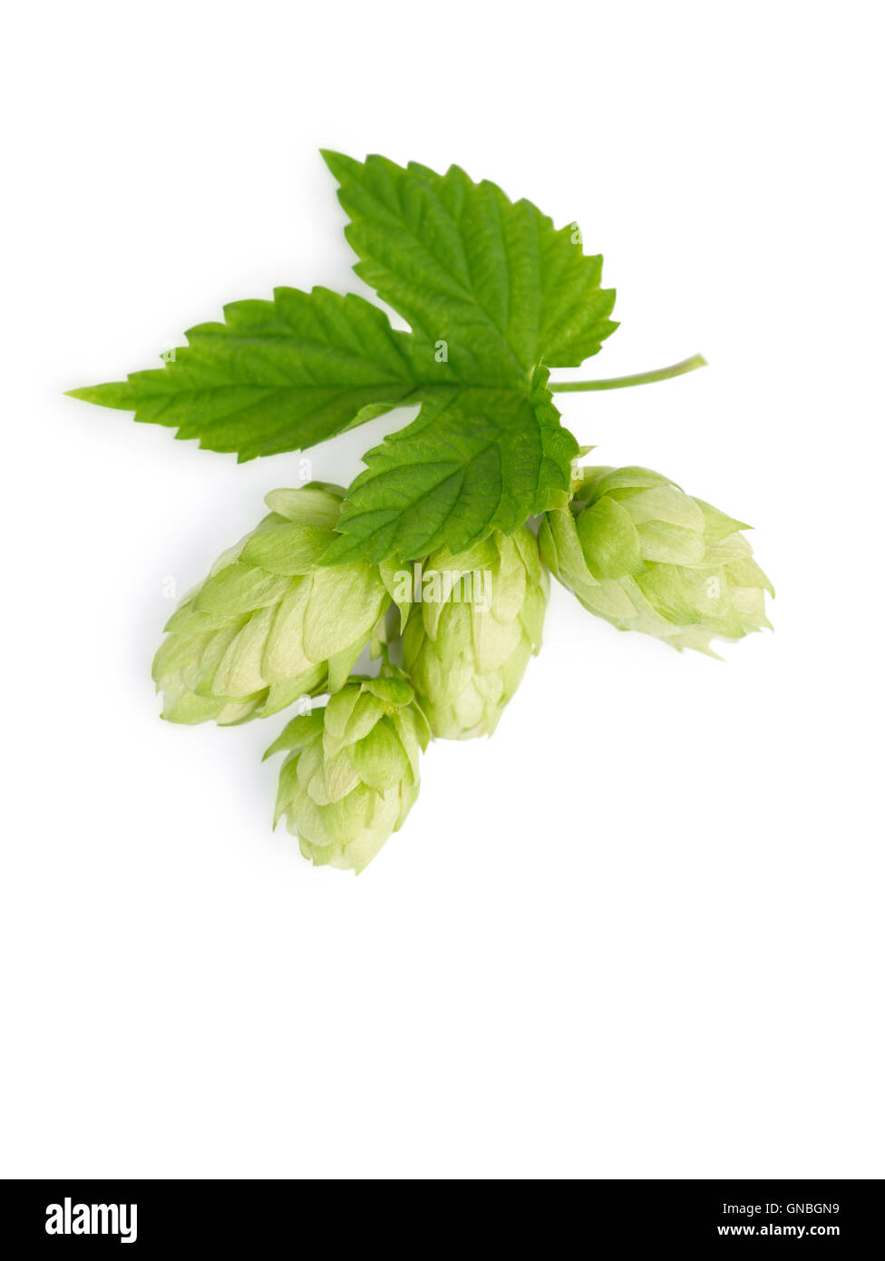 The branch of hops Stock Photo - Alamy